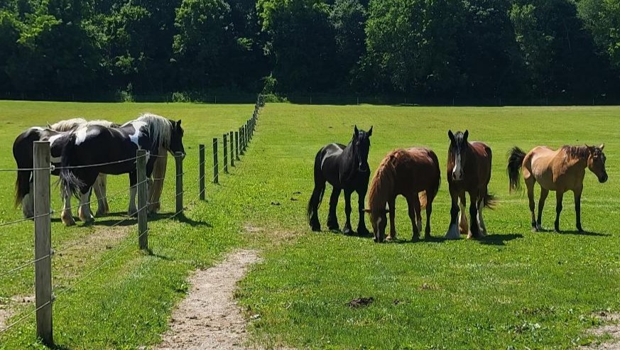 Fundraiser by Jen Kerr : Support Elsa's Acres: Winter Animal Care