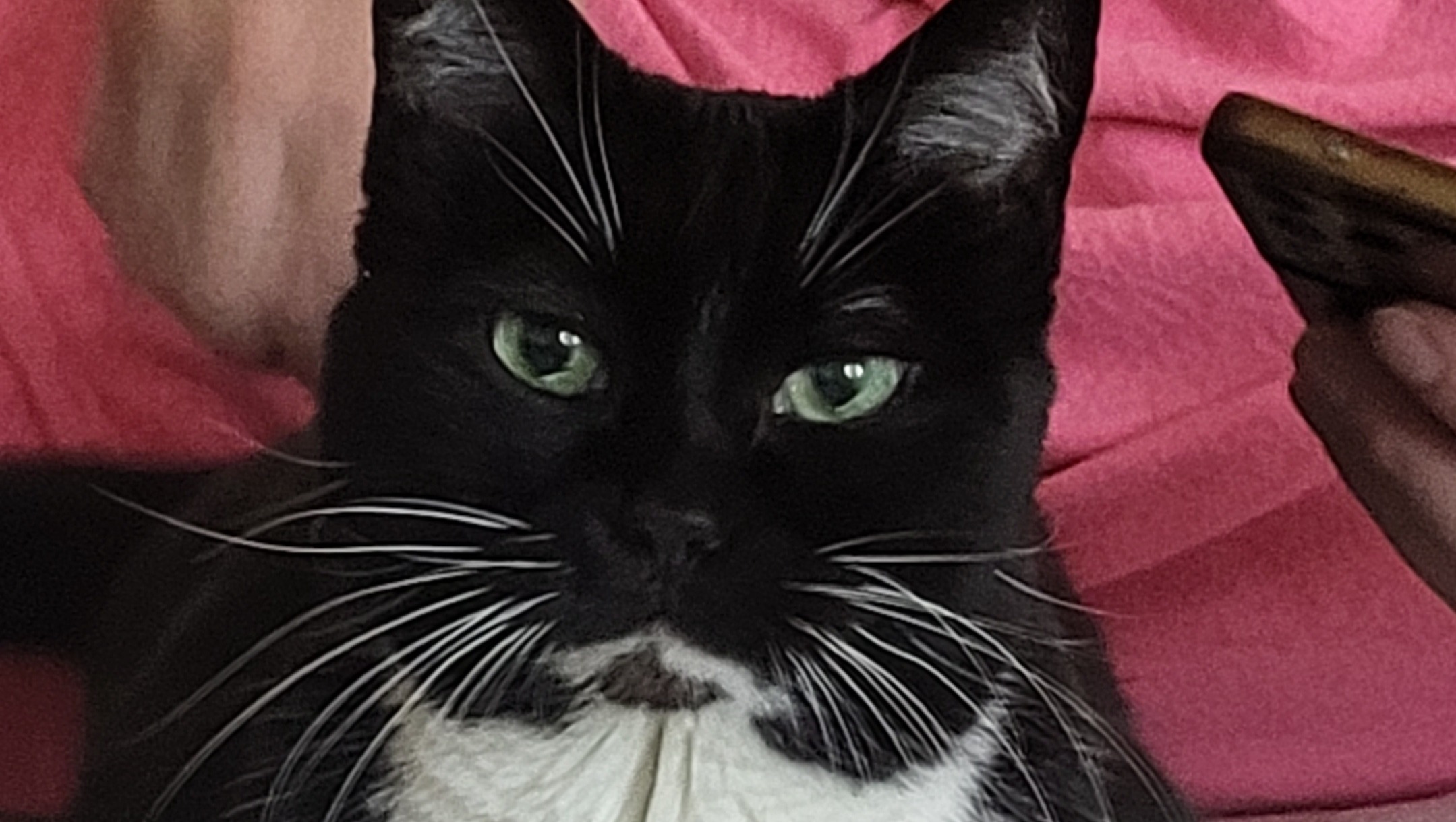 Fundraiser by Melissa Potts : Support Melissa and Family's Tribute to Turbo