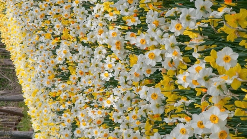 Fundraiser for aseel shaheen by Jamie Farkas : In memory of Faris Rizq