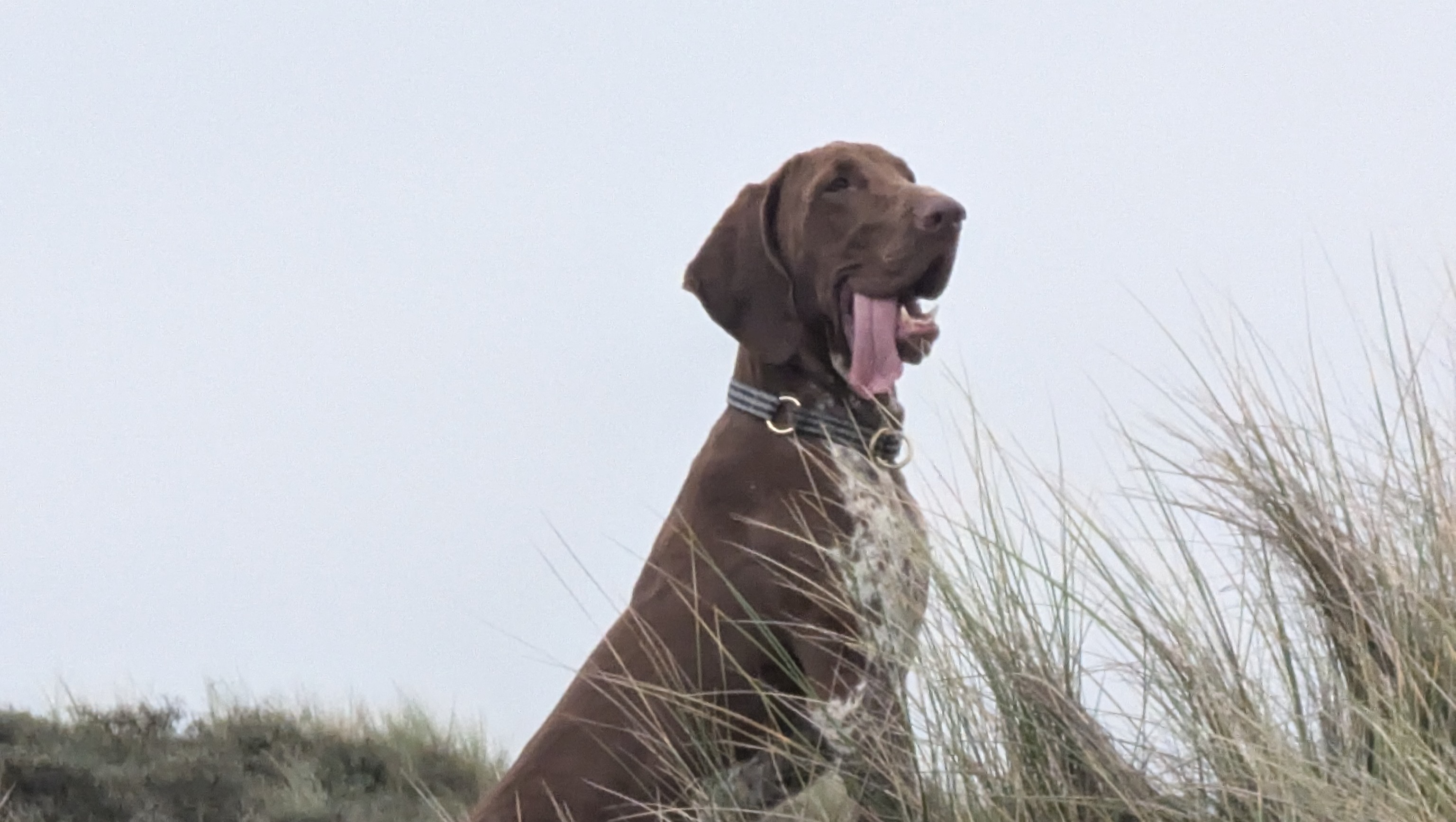 Fundraiser by Chris Boysen : Woody will Bettwanzenspürhund werden