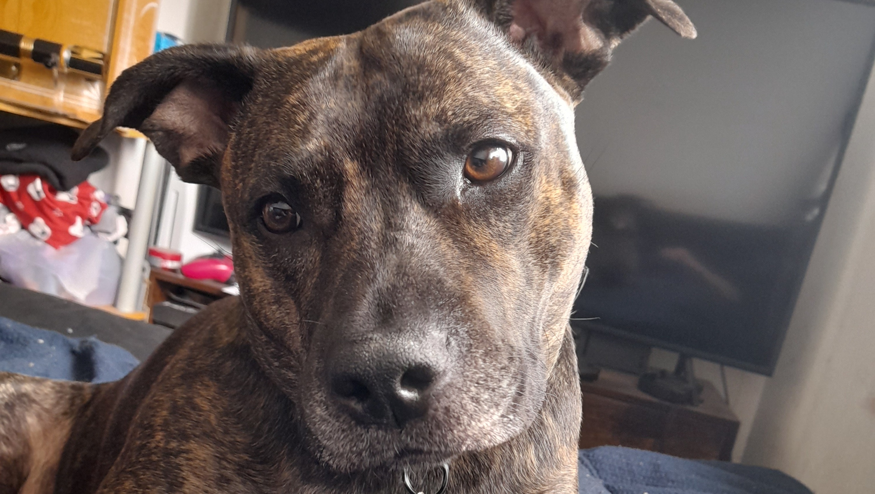 Fundraiser by Nicole Riley : Please help to move my dog to Australia.