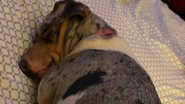 Fundraiser by Angelle Taylor : Help Daisy Recover: Support Her Vet Care