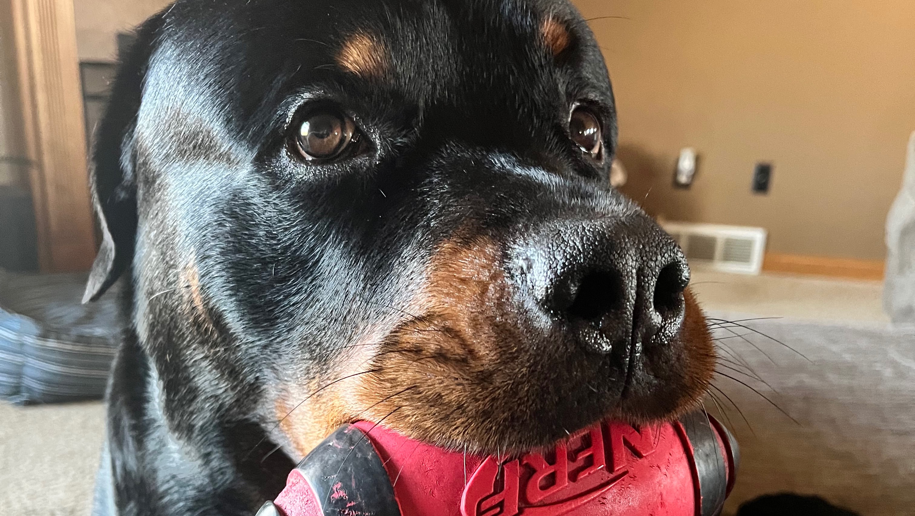 Fundraiser by Christopher Reay : Save Magnus: Urgent Medical Help Needed