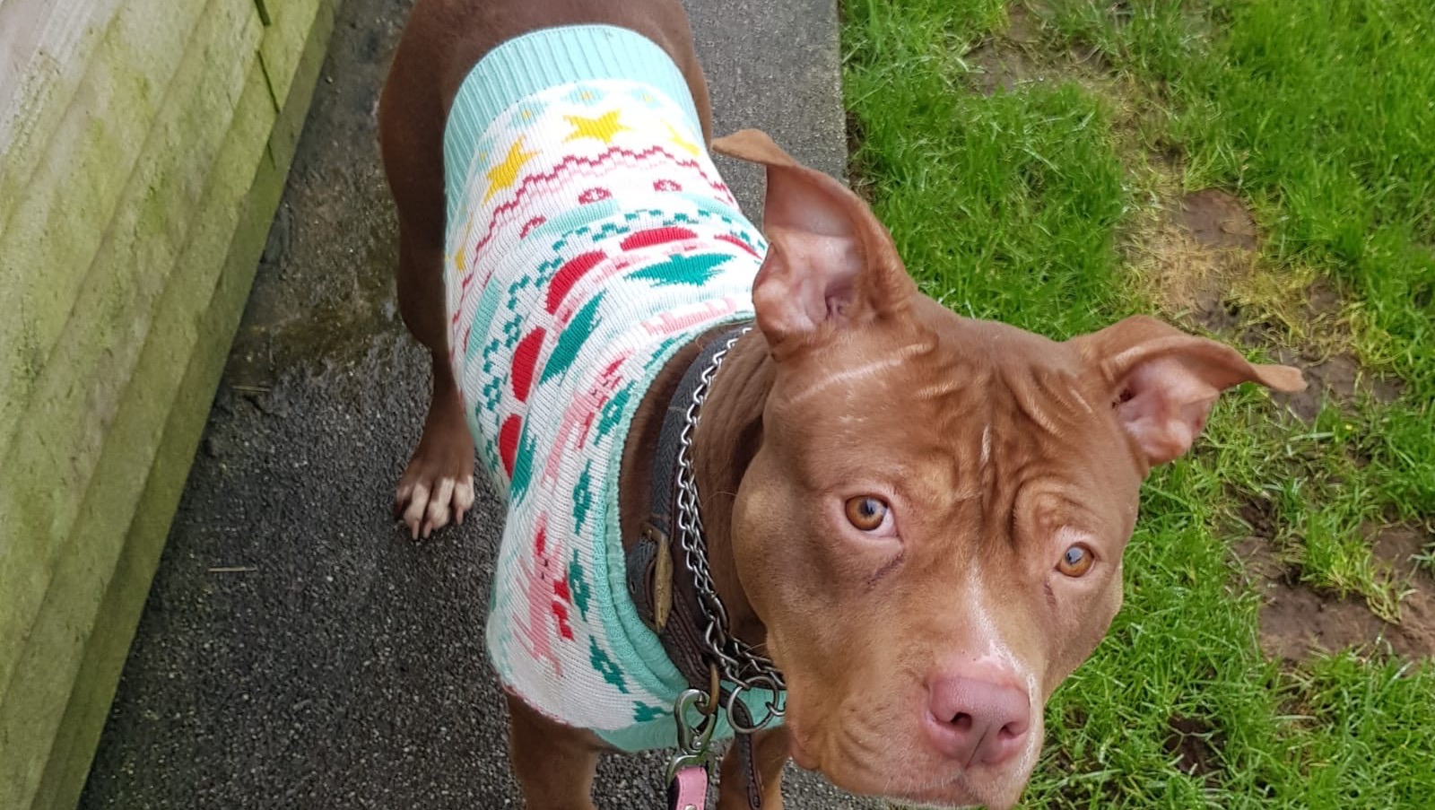 Fundraiser by Alexandra Marcantonio : Help us build Coco a cabin