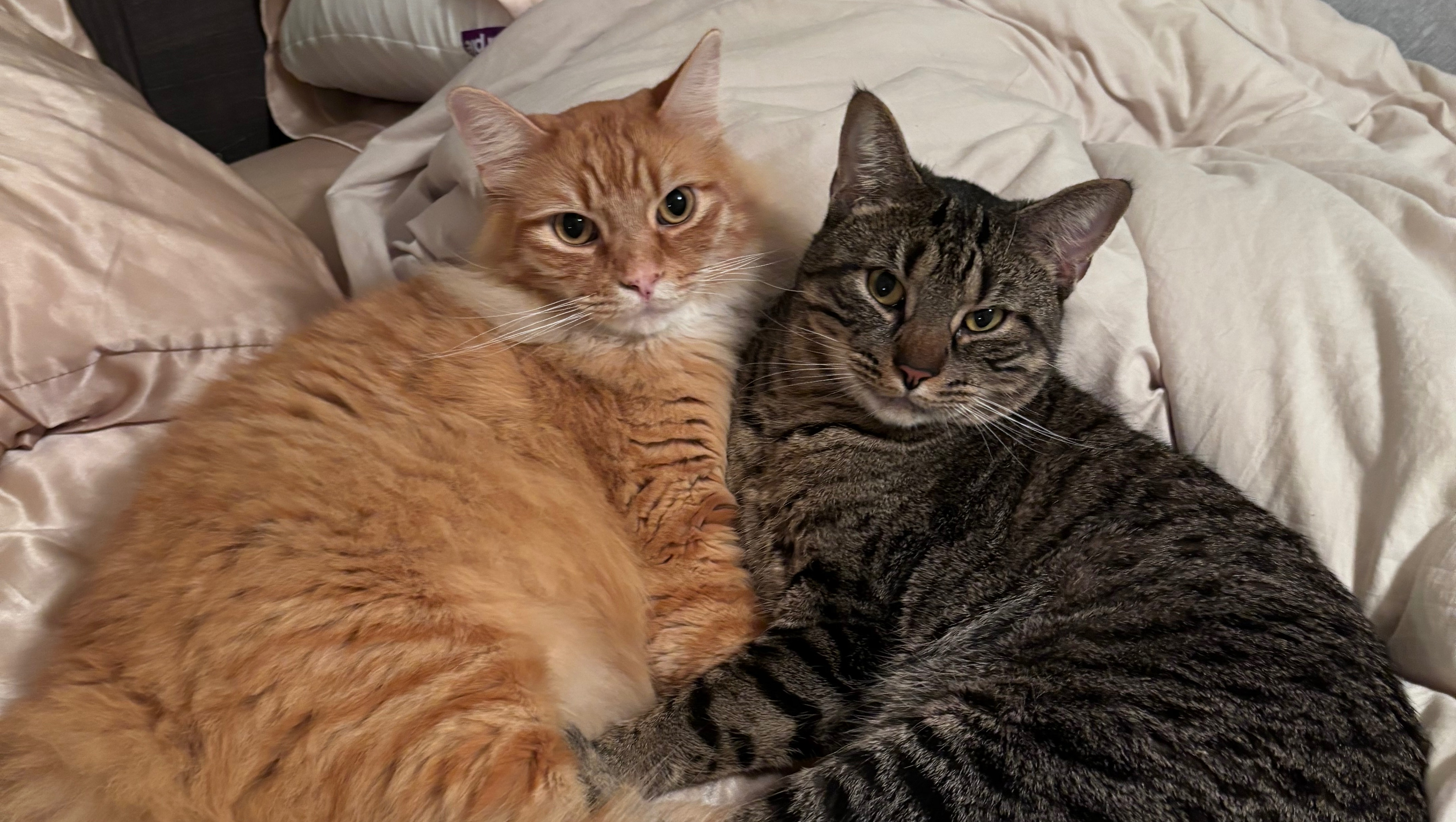 Fundraiser by Brayden Jackson : Support Mochi's Recovery and Keep Him ...