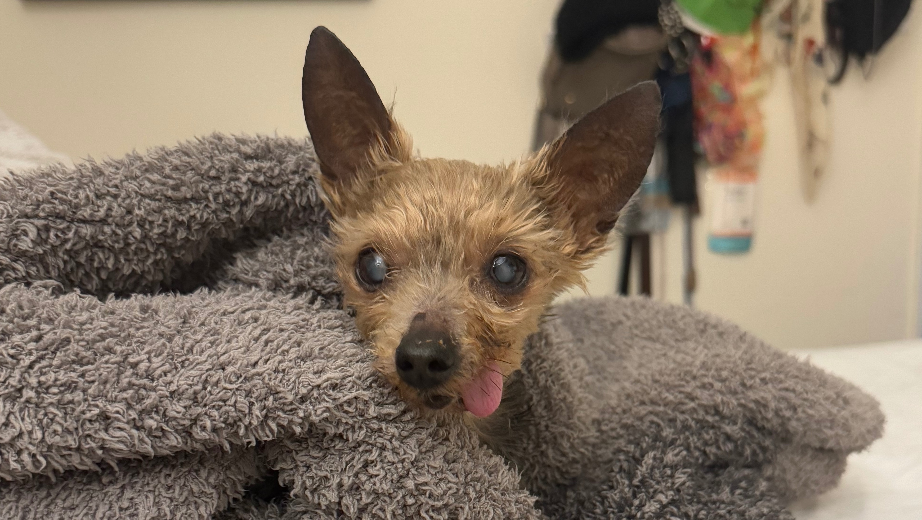 Fundraiser by Taylor McCormack : Help Noelle's Recovery: $5,000 Goal