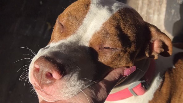 Fundraiser by Ambyr Illmann : Help Nelly Heal After Barbed Wire Accident