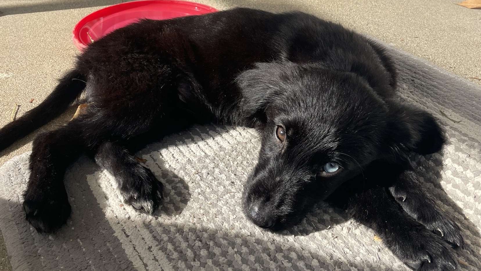 Fundraiser by Amy Pocock : Support Rocky's Fight Against Parvovirus