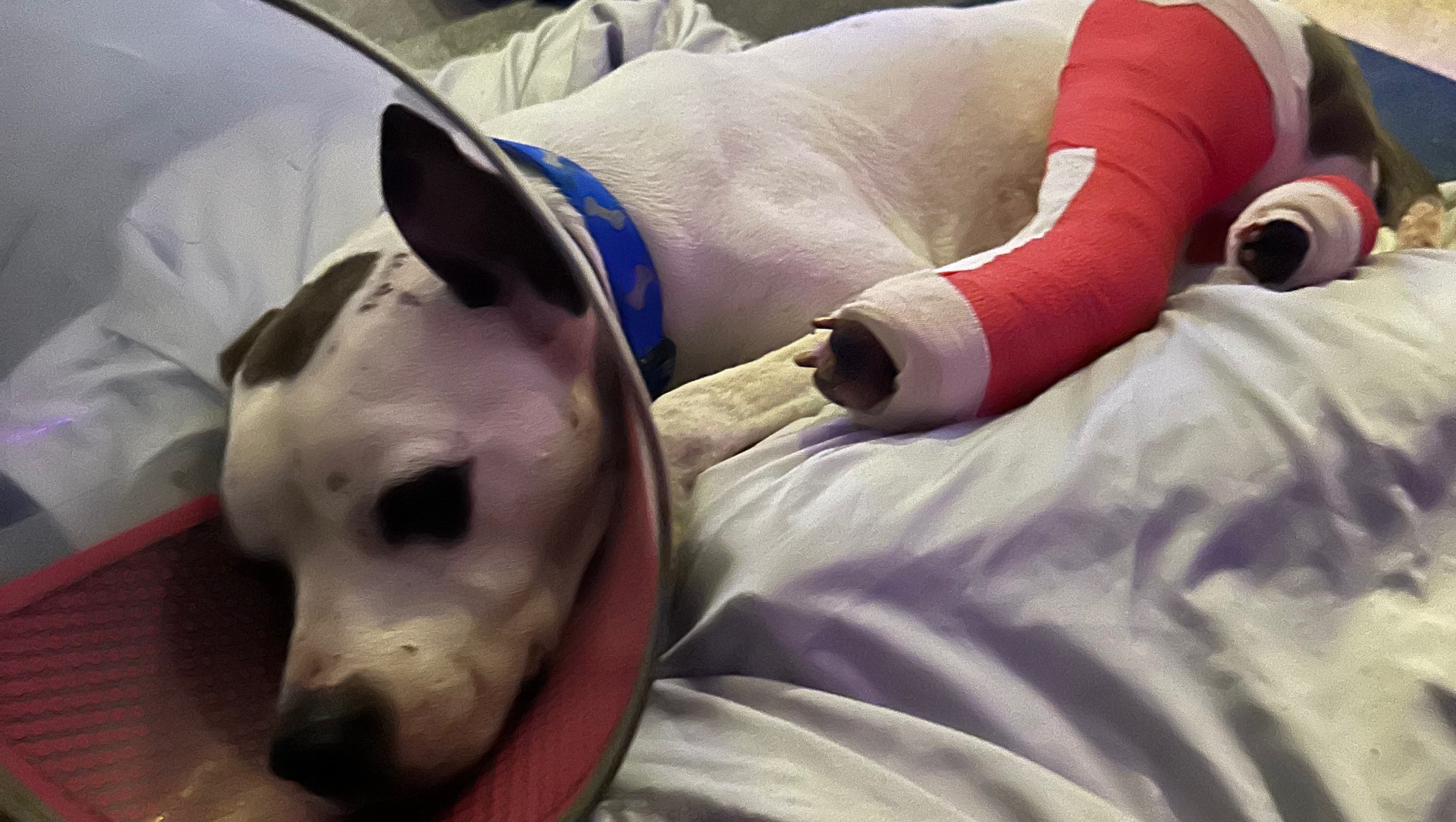 Fundraiser by Rebecca Fraley : Janko was hit by a car and has ...
