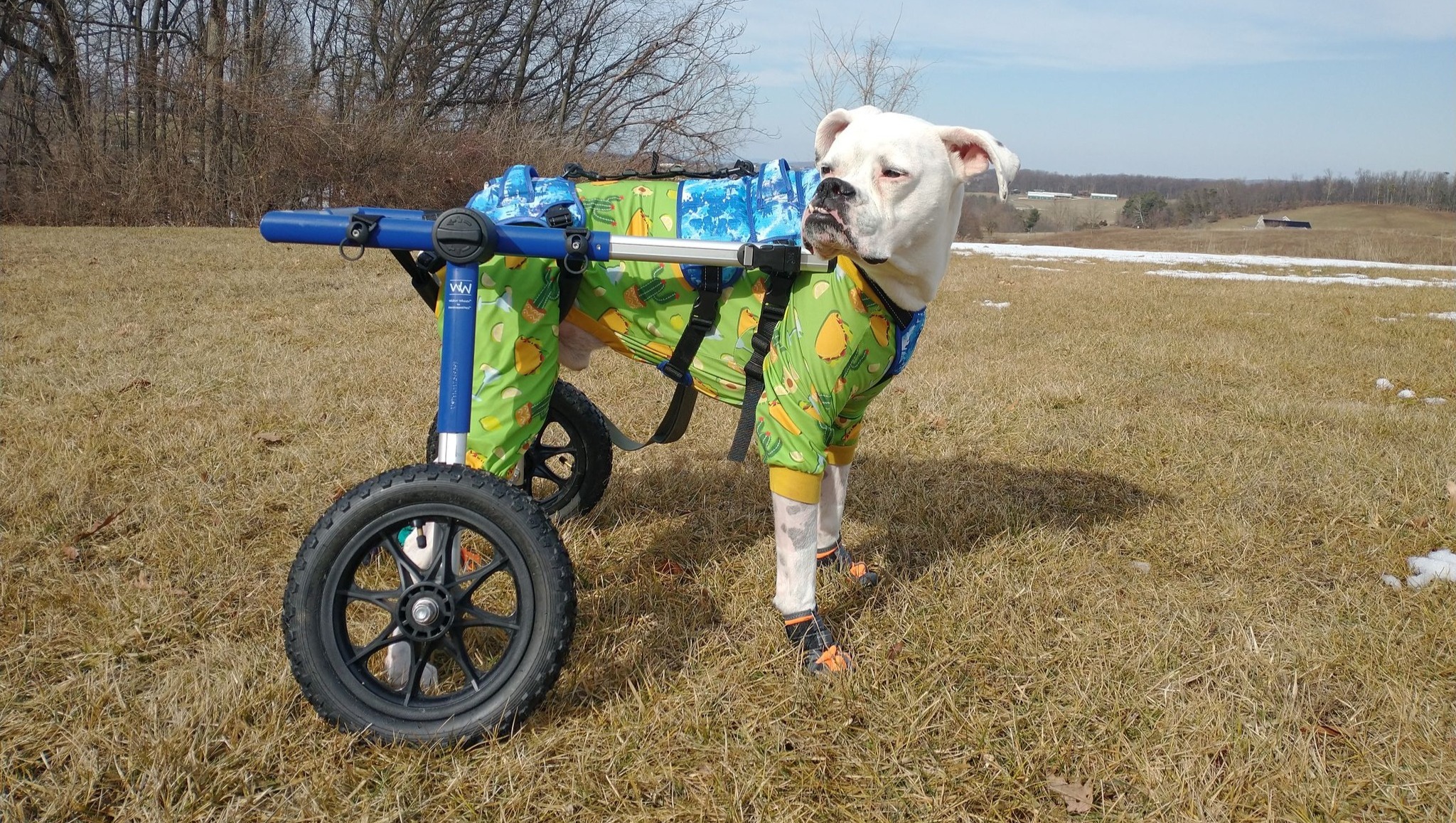 Fundraiser by Amanda DuPrey : Help Vader Walk Again: Support His Surgery