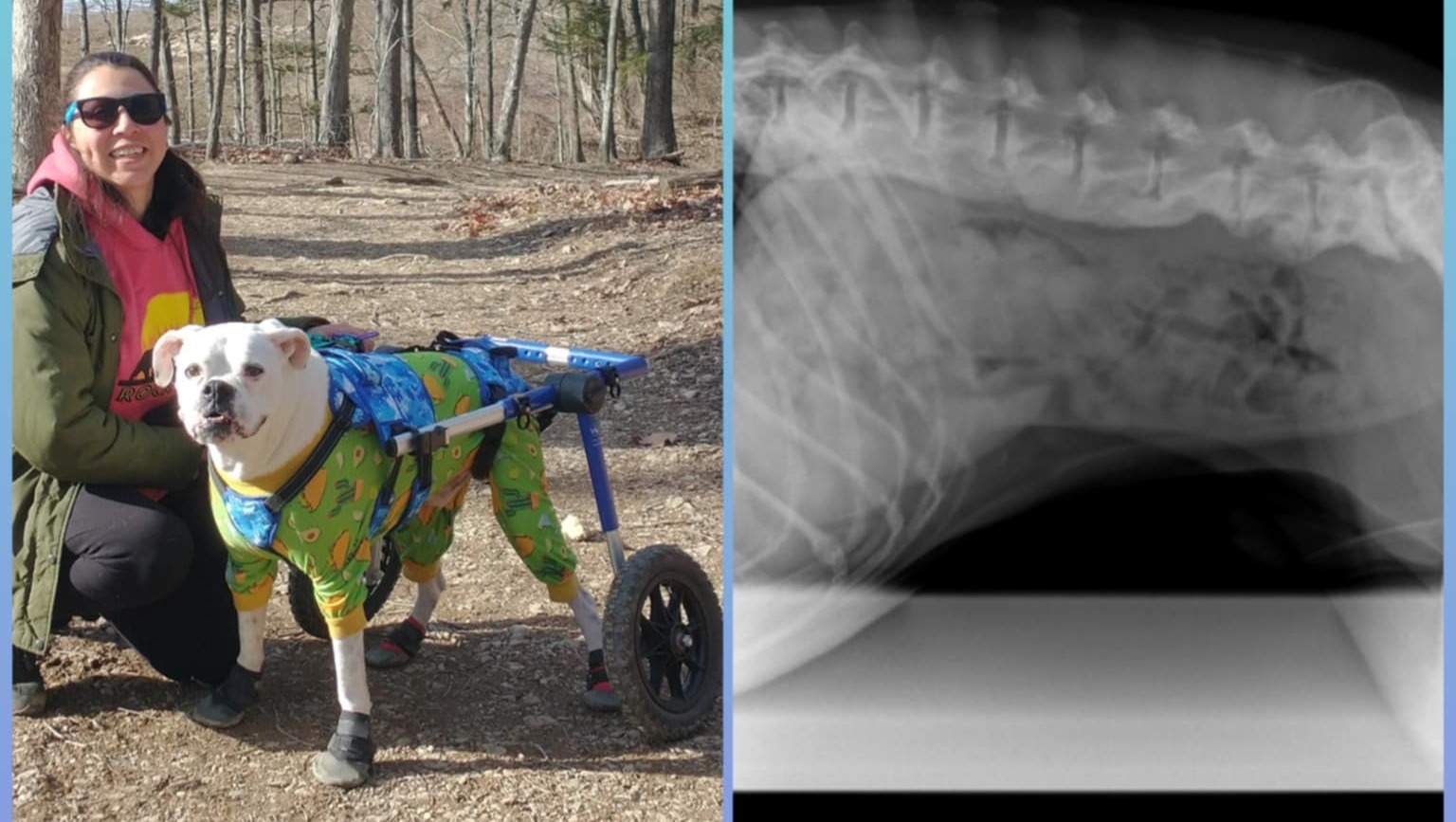 Fundraiser by Amanda DuPrey : Help Vader Walk Again: Support His Surgery