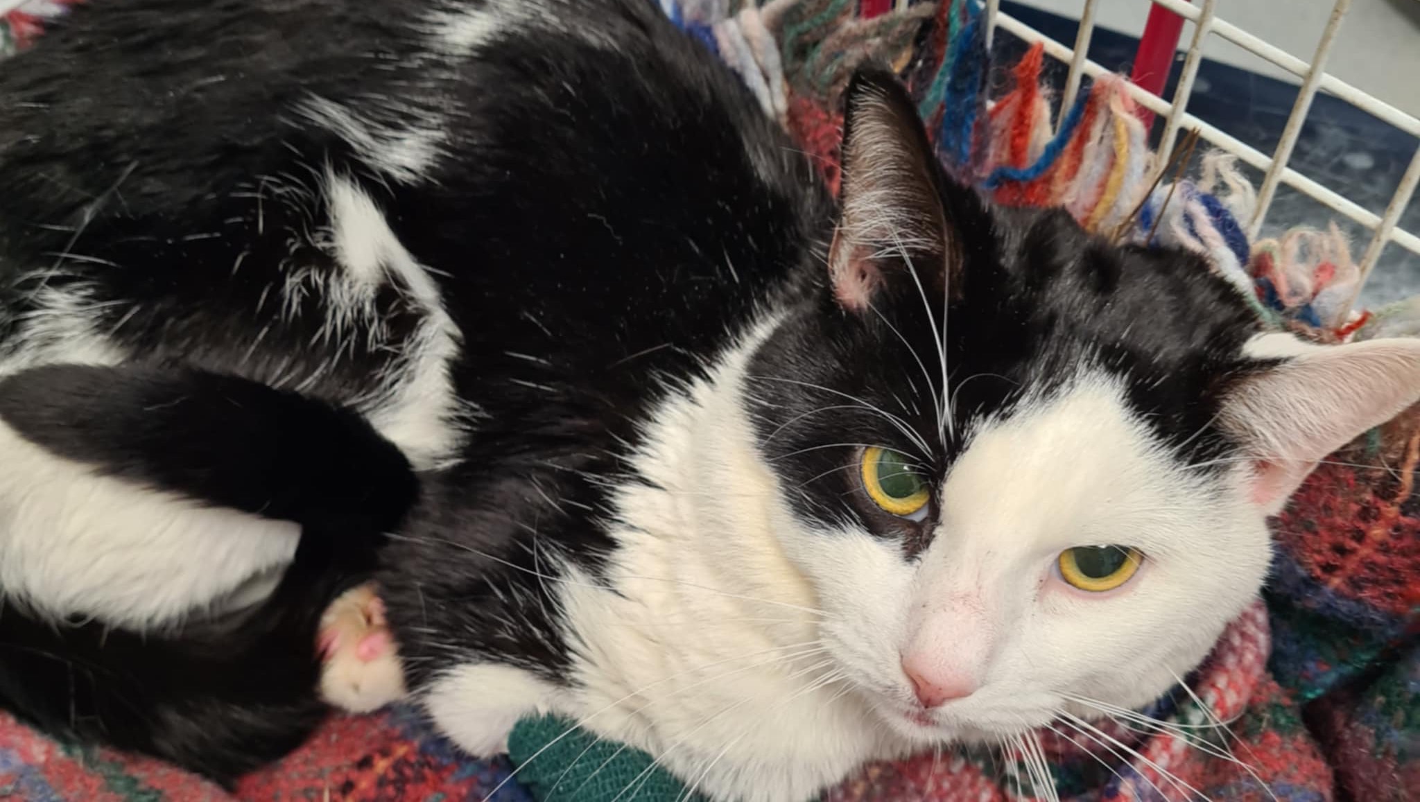 Fundraiser by Lucy Roche : Mr Jingles’ leg amputation surgery