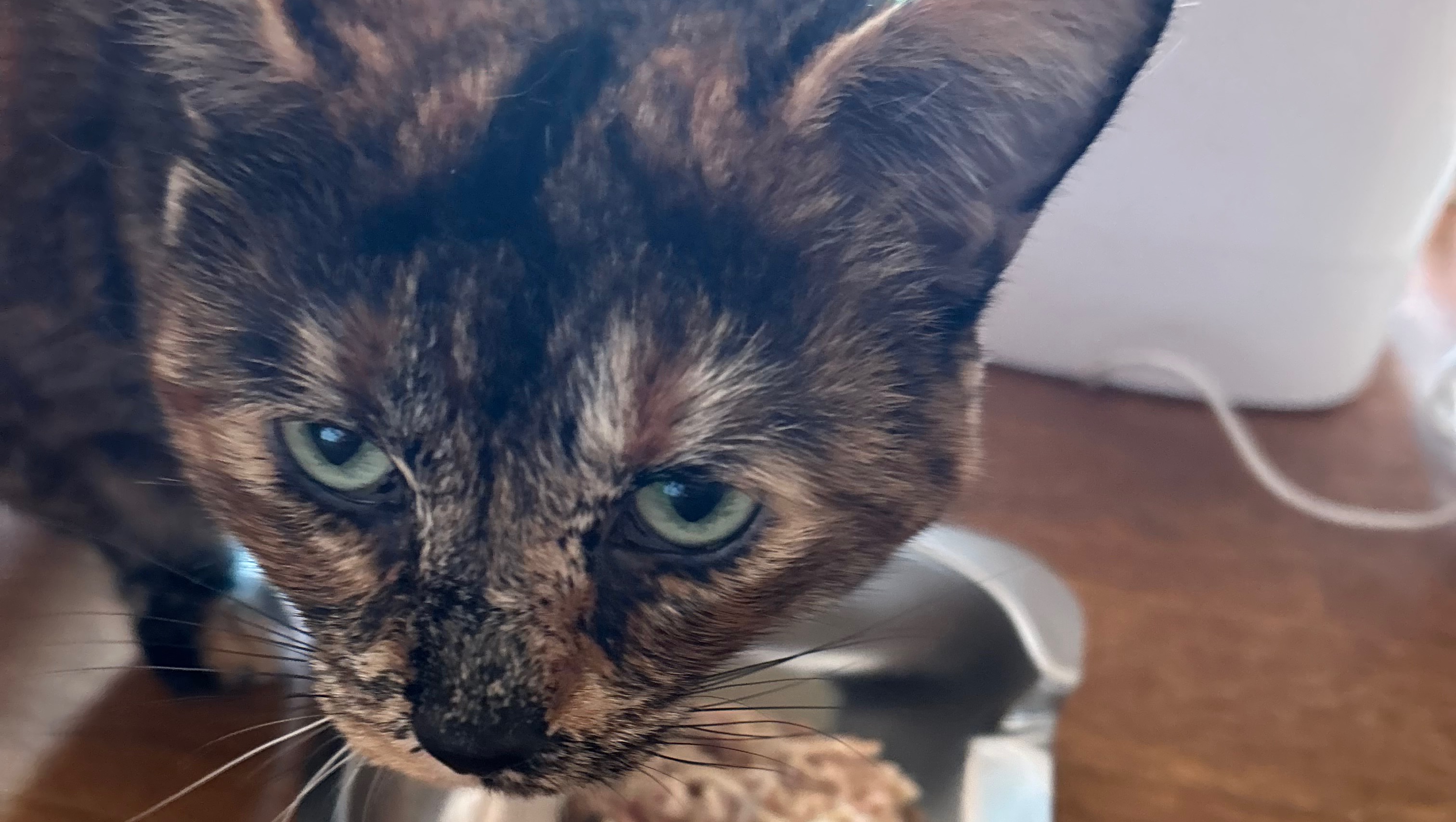 Fundraiser by Rosalinda Crus : Please help my Humans!!