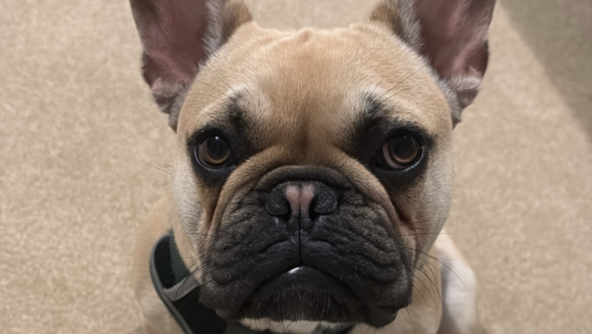 Fundraiser by Charlie Strange : my dog rocky