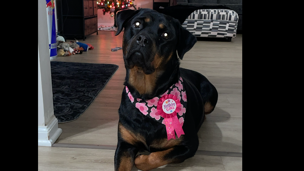 Fundraiser by Diamond Sanchez : Support Ivy's Life-Saving Procedure