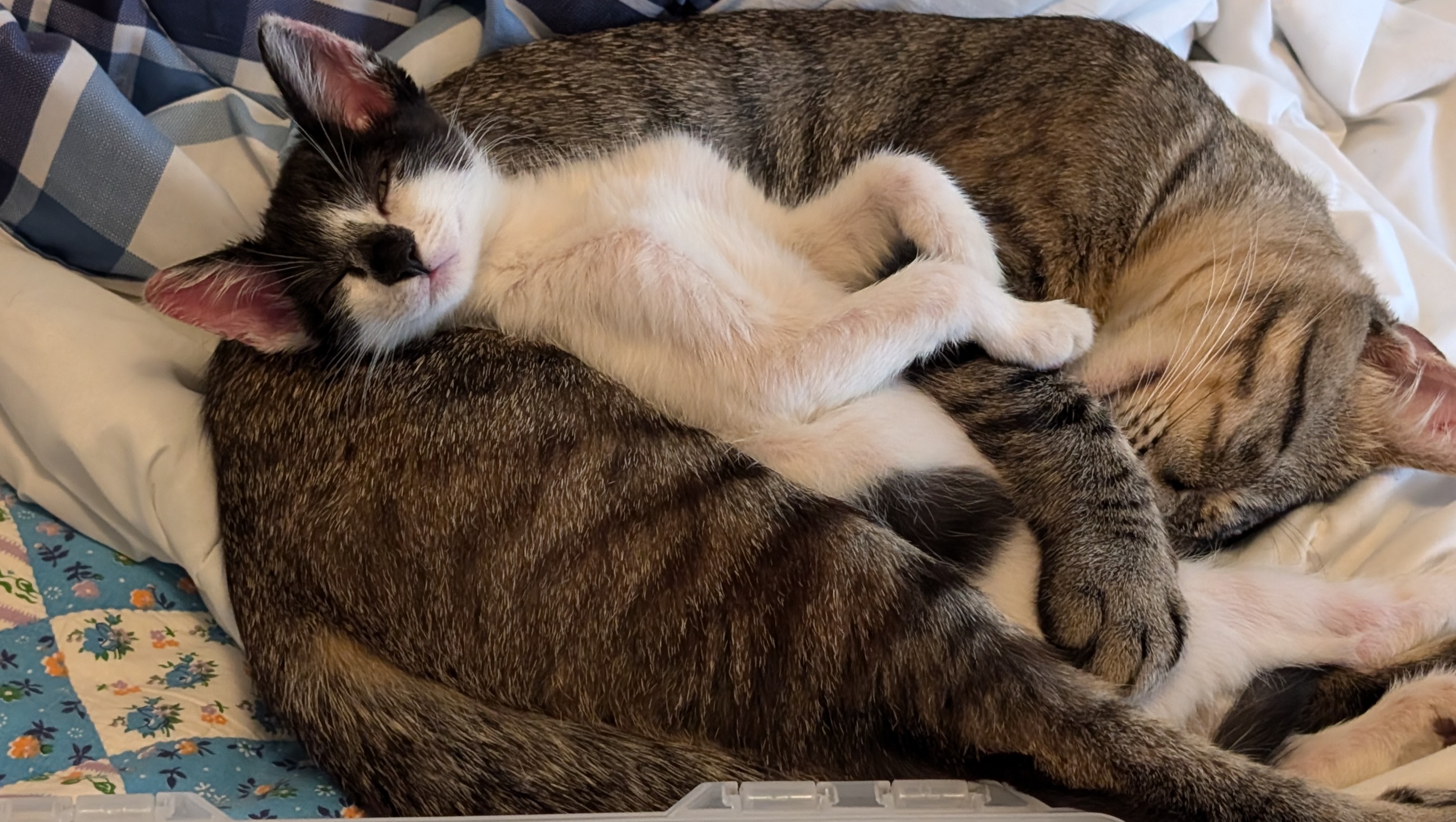 Fundraiser by Stacey Hebert : Please help us save Tims life with urgent ...