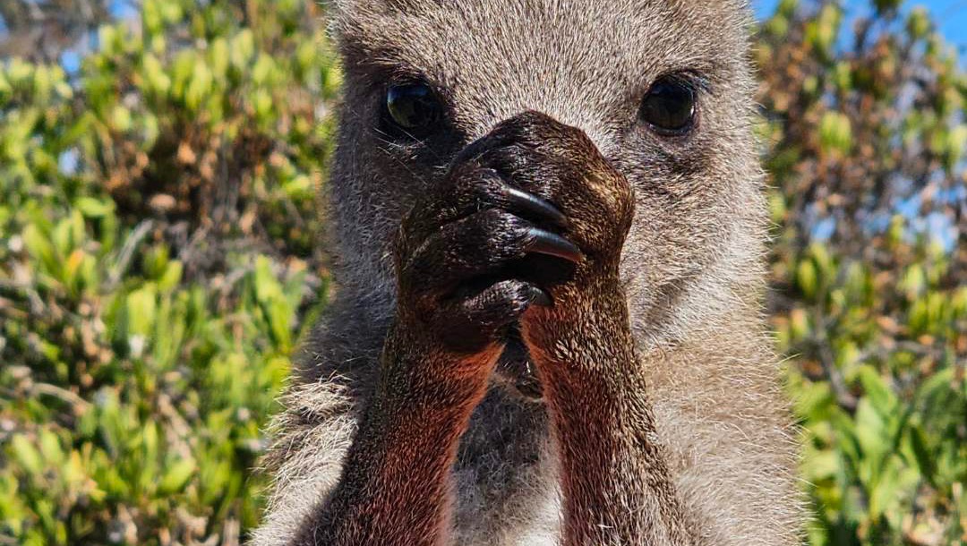 Fundraiser for Stacy Whitehorse by Karen Cramer : Gerang Gerung ...