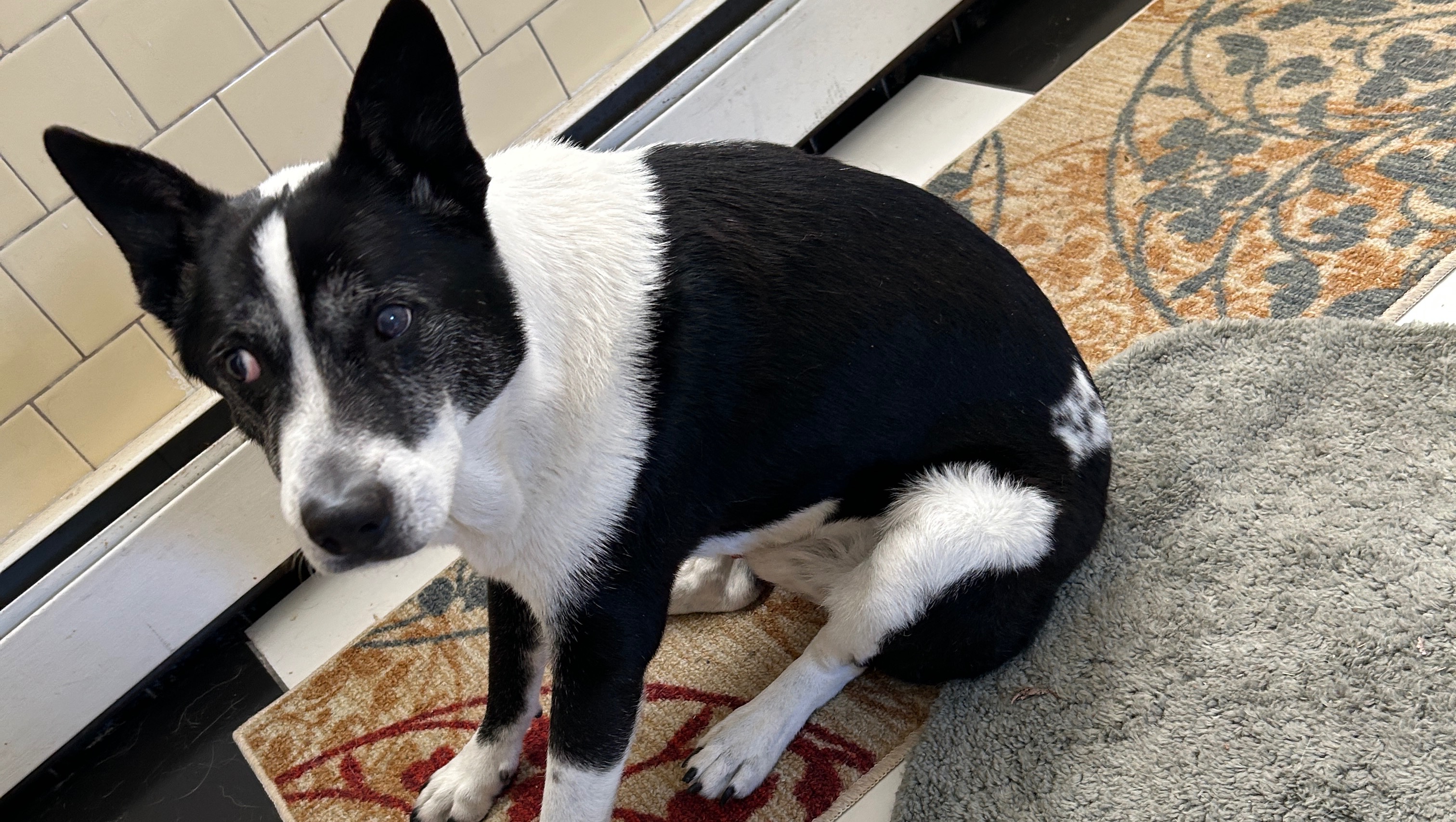 Fundraiser by Dyan Kane : Support Sam's Final Days with Love