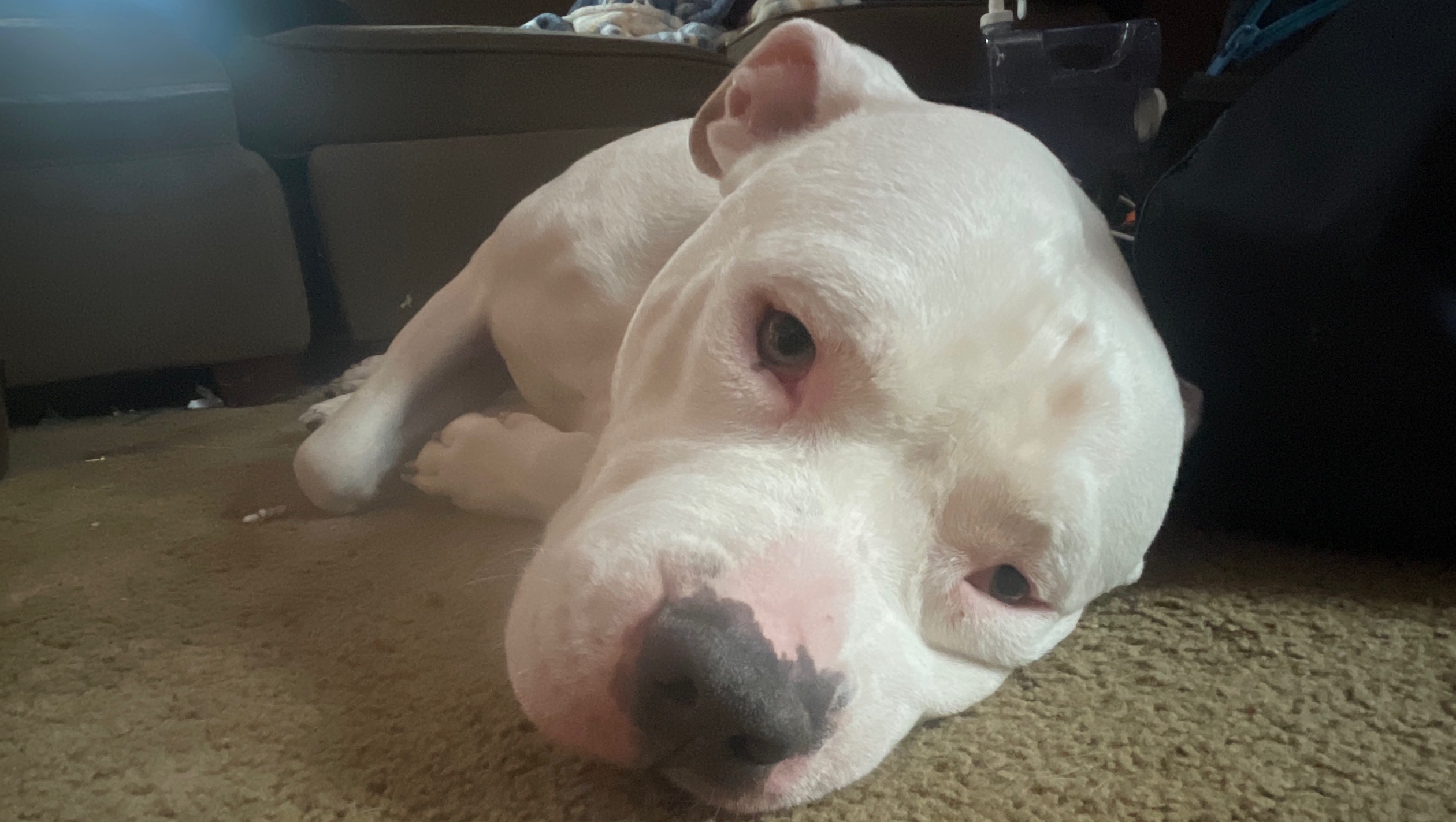 Fundraiser by Isaiah Rowley : Help Leo Get Life-Saving Surgery