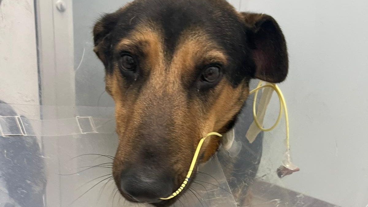 Fundraiser by Shanelle Rodriguez : Save Beck: Urgent Medical Assistance ...