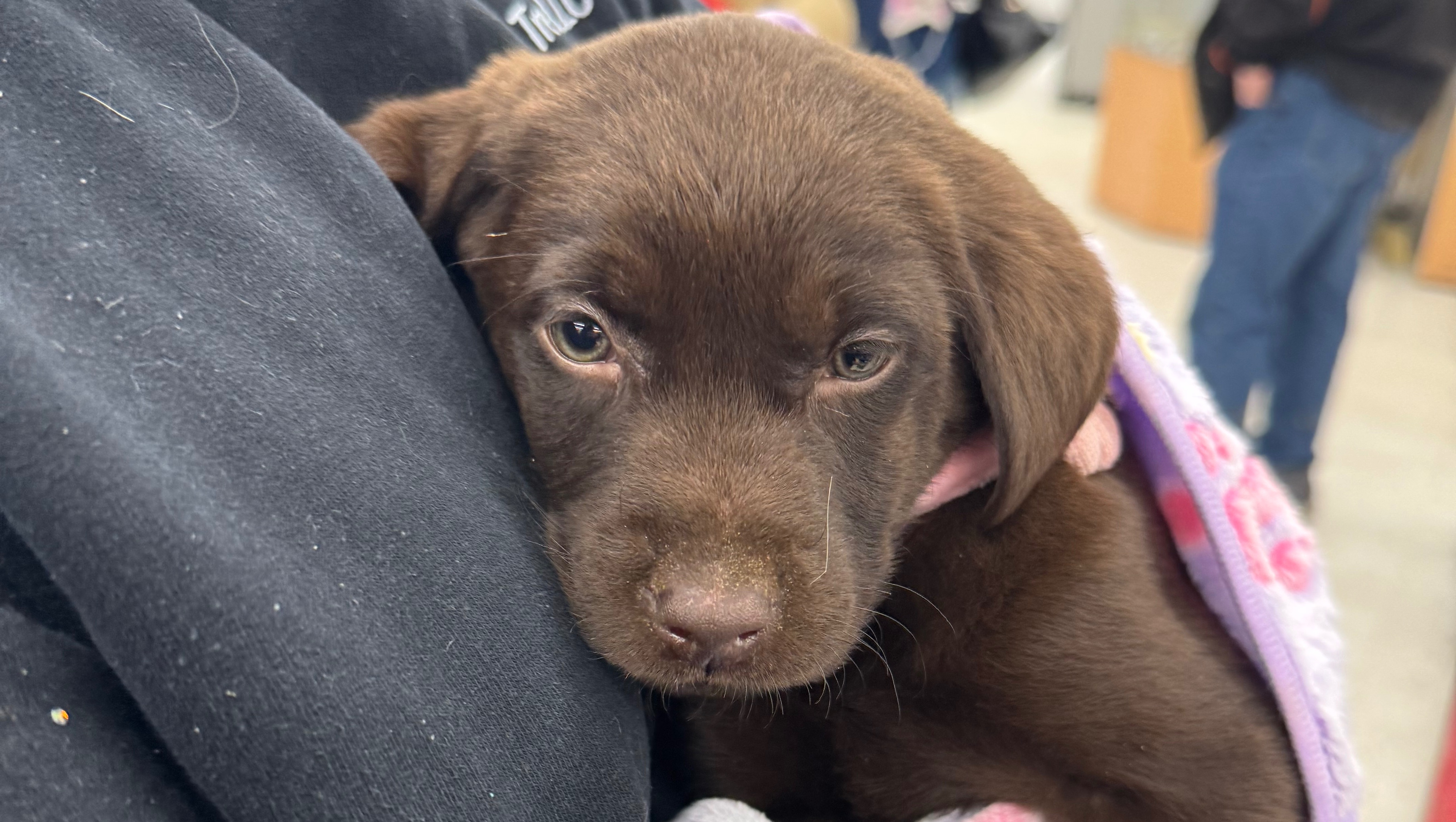 Fundraiser by jayla altvater : Help Mia Overcome Parvo