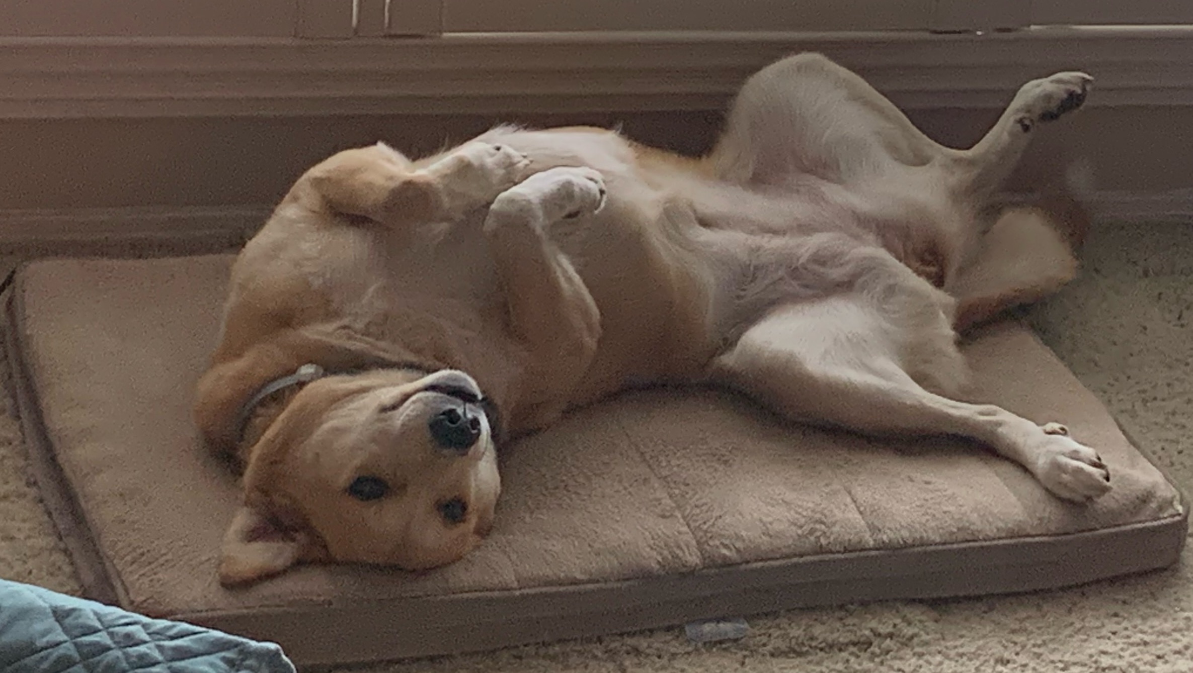 Fundraiser by Angela Rozum : Help Zoë Walk Without Pain Again