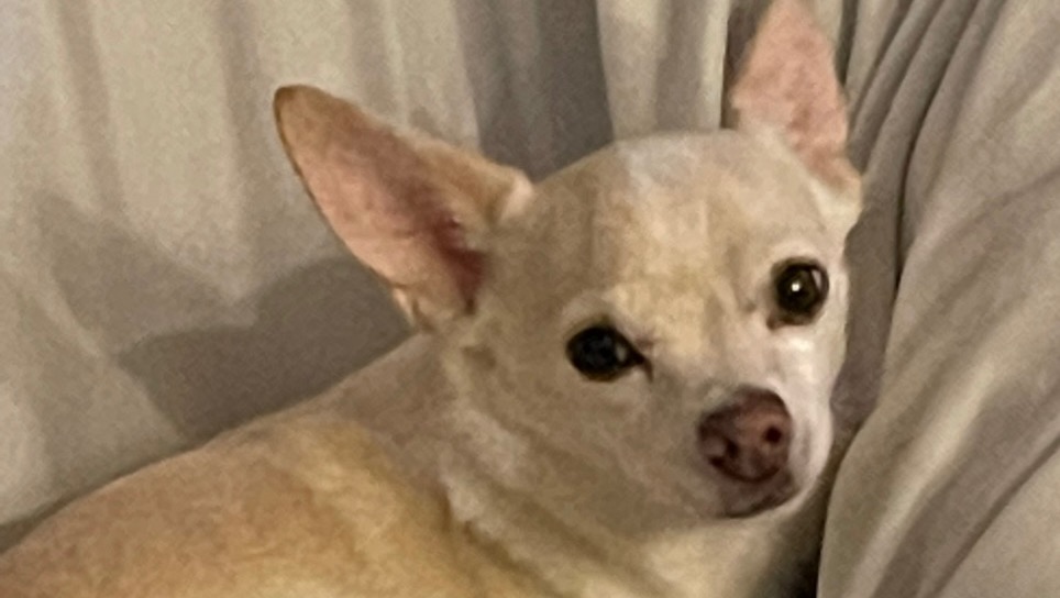 Fundraiser by Keiry Ferman B : Ayuda ah BOBO . Mi perrito