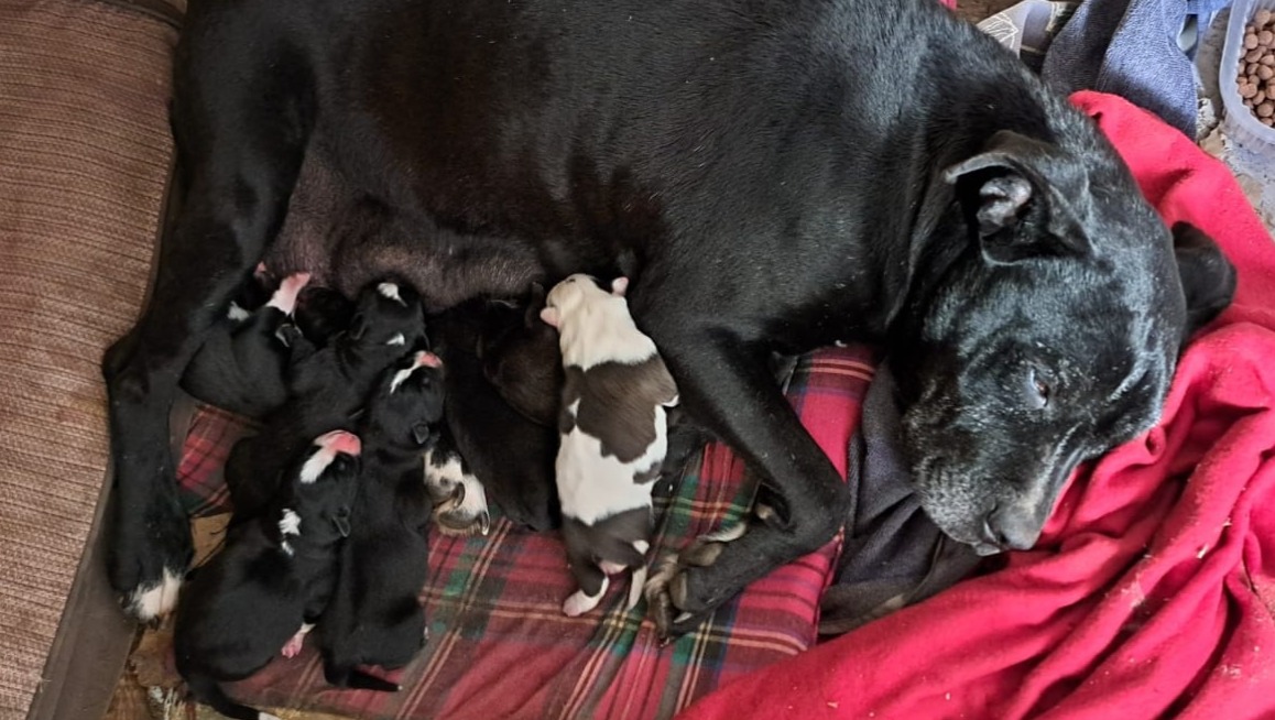 Fundraiser by Maria Francesca Molfese : Nerina e i suoi cuccioli hanno ...