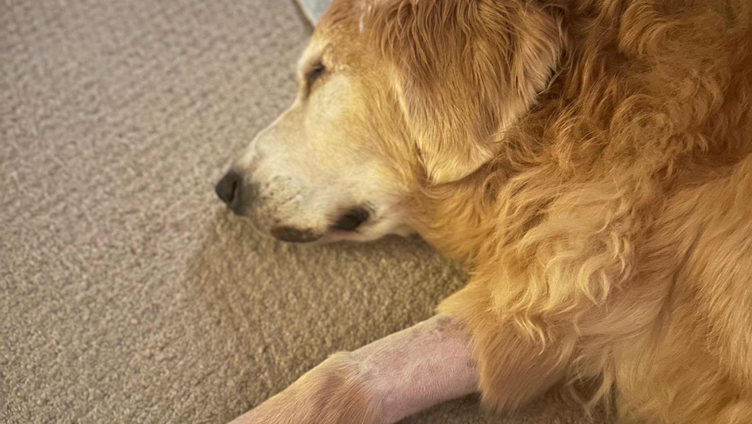 Fundraiser by Sydney Settle : Support Archie's Medical Journey