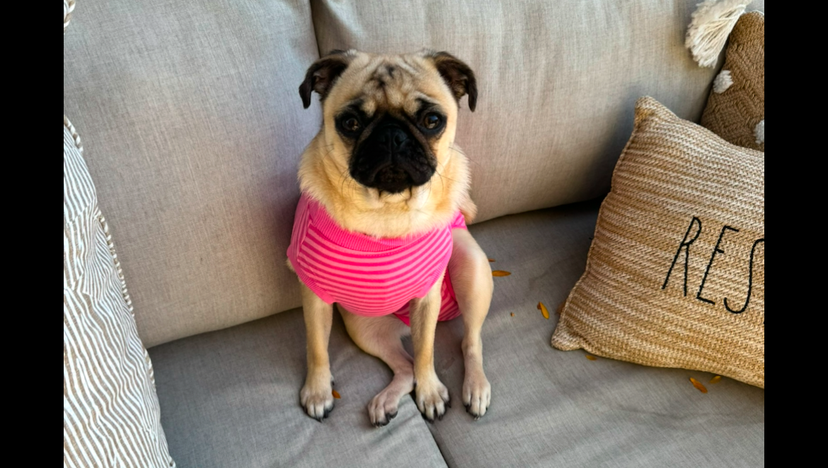 Fundraiser by Max Harris : Support Suki's Life-Saving Surgery