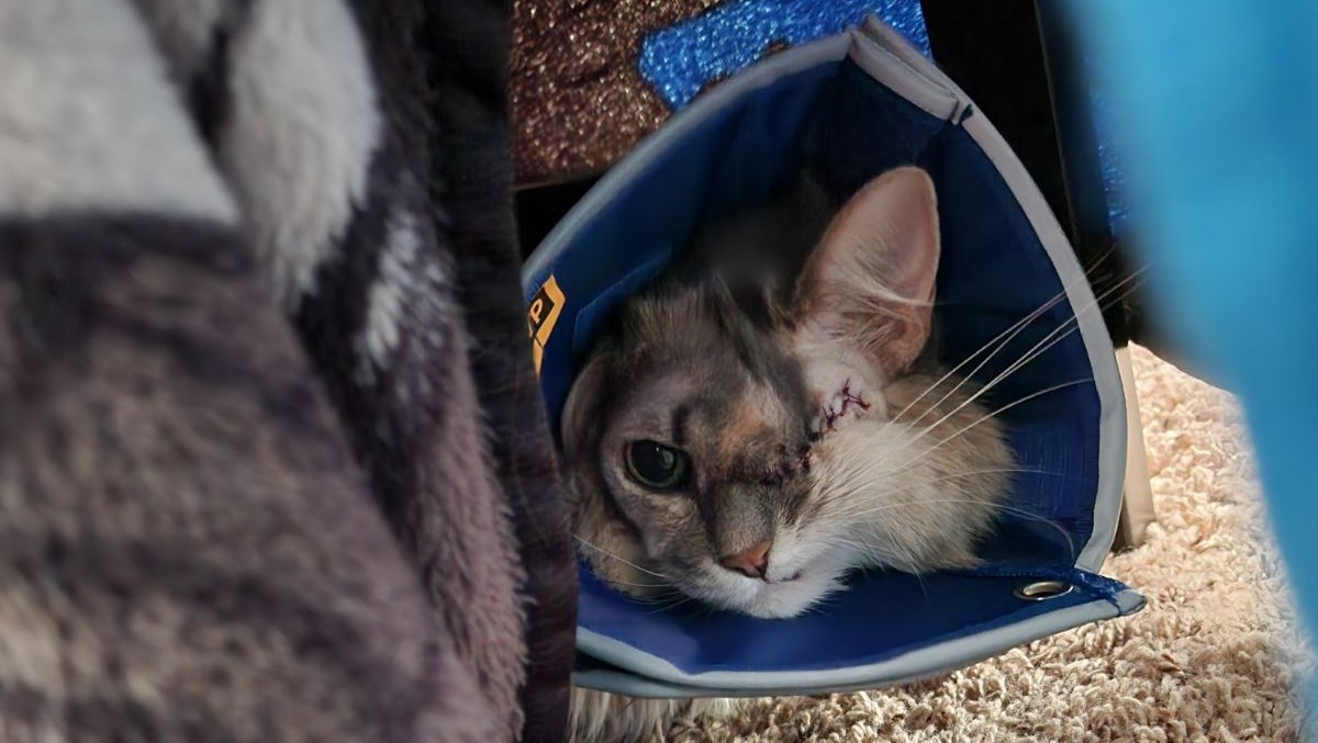 Fundraiser by Pauly Mohnke : Support an adorable cyclops