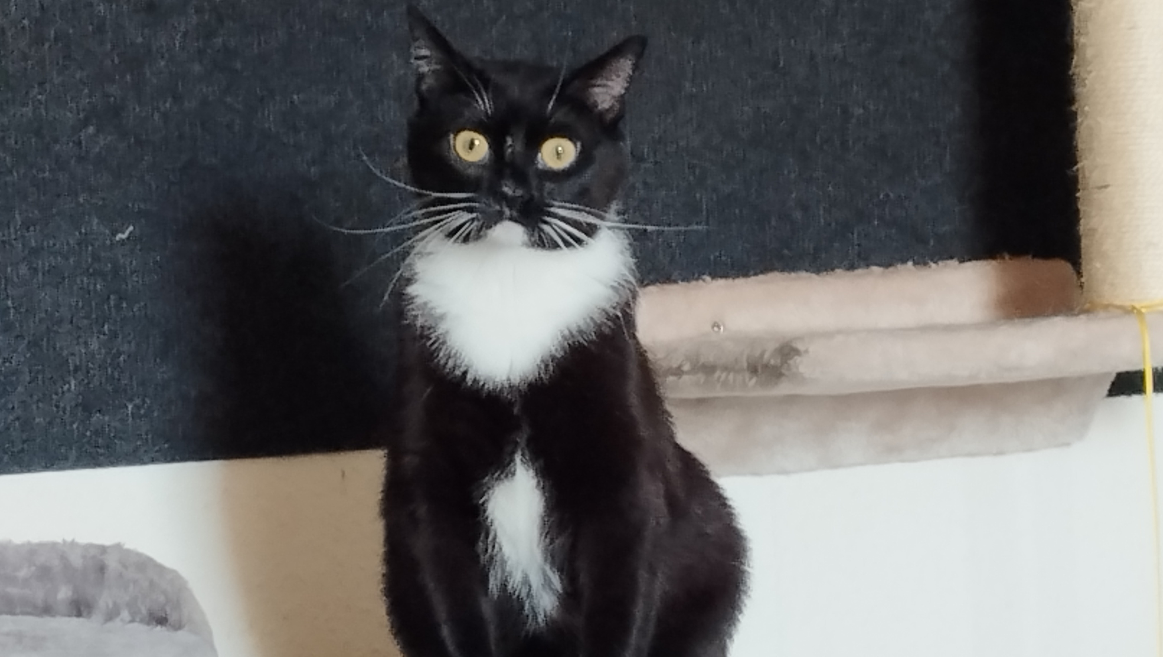 Fundraiser by Tanja Bollendorf : Bitte spende, damit unsere Charly die ...