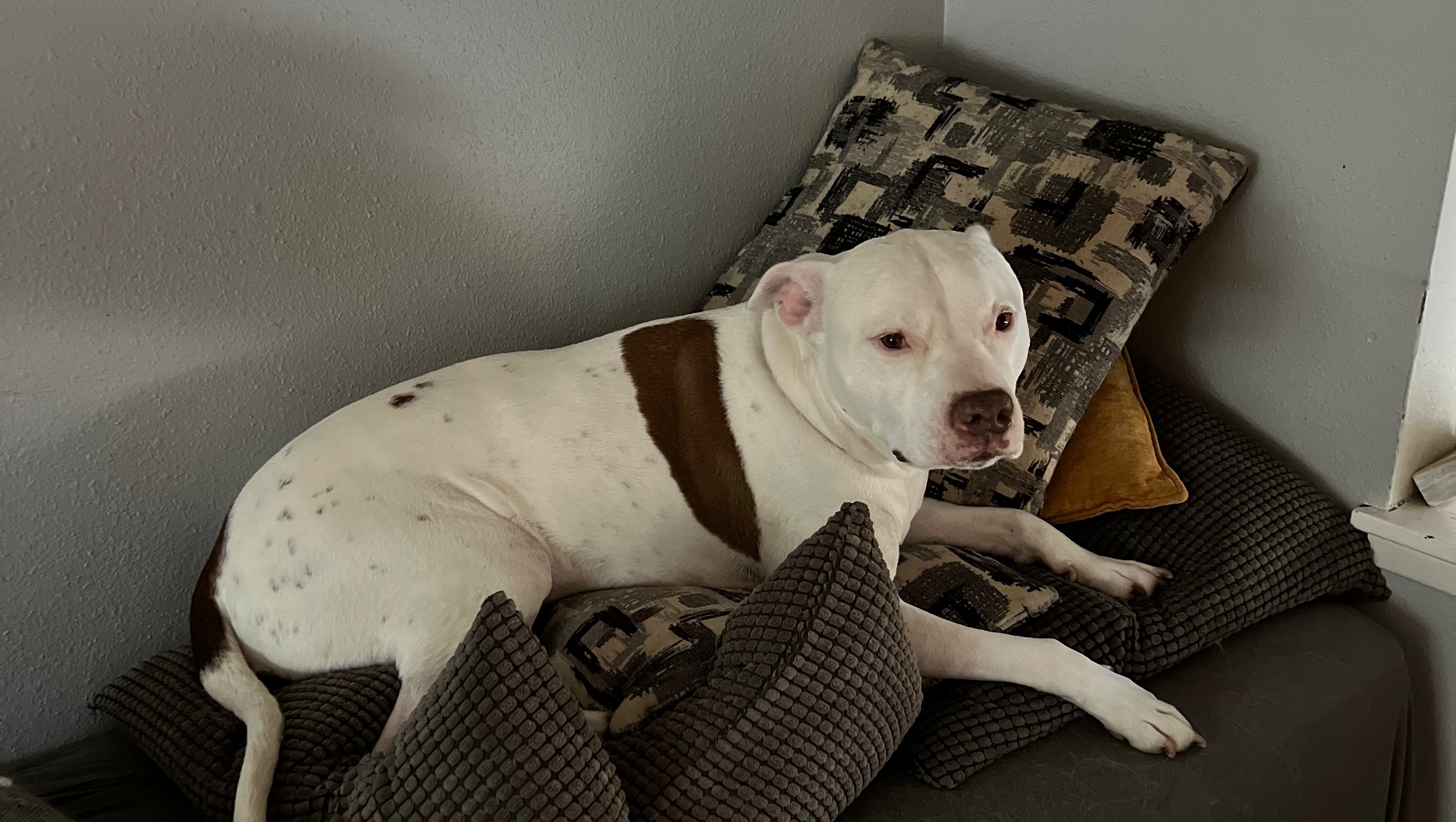 Fundraiser for Jessica Collica by Jessica Luper : Help Mr. Lincoln Heal ...