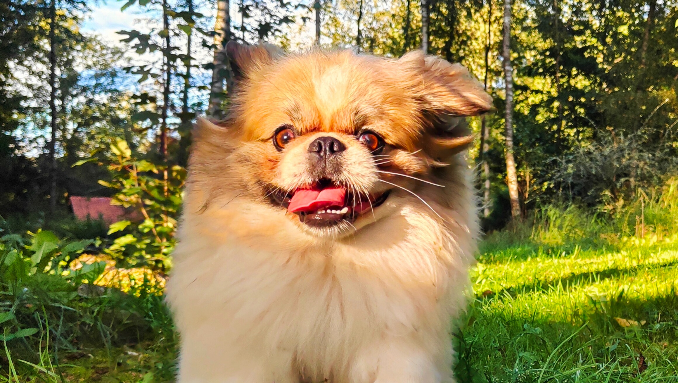 Fundraiser by Bram Leston : Operatie Tricki Woo en Dierenasiel Canina vzw.