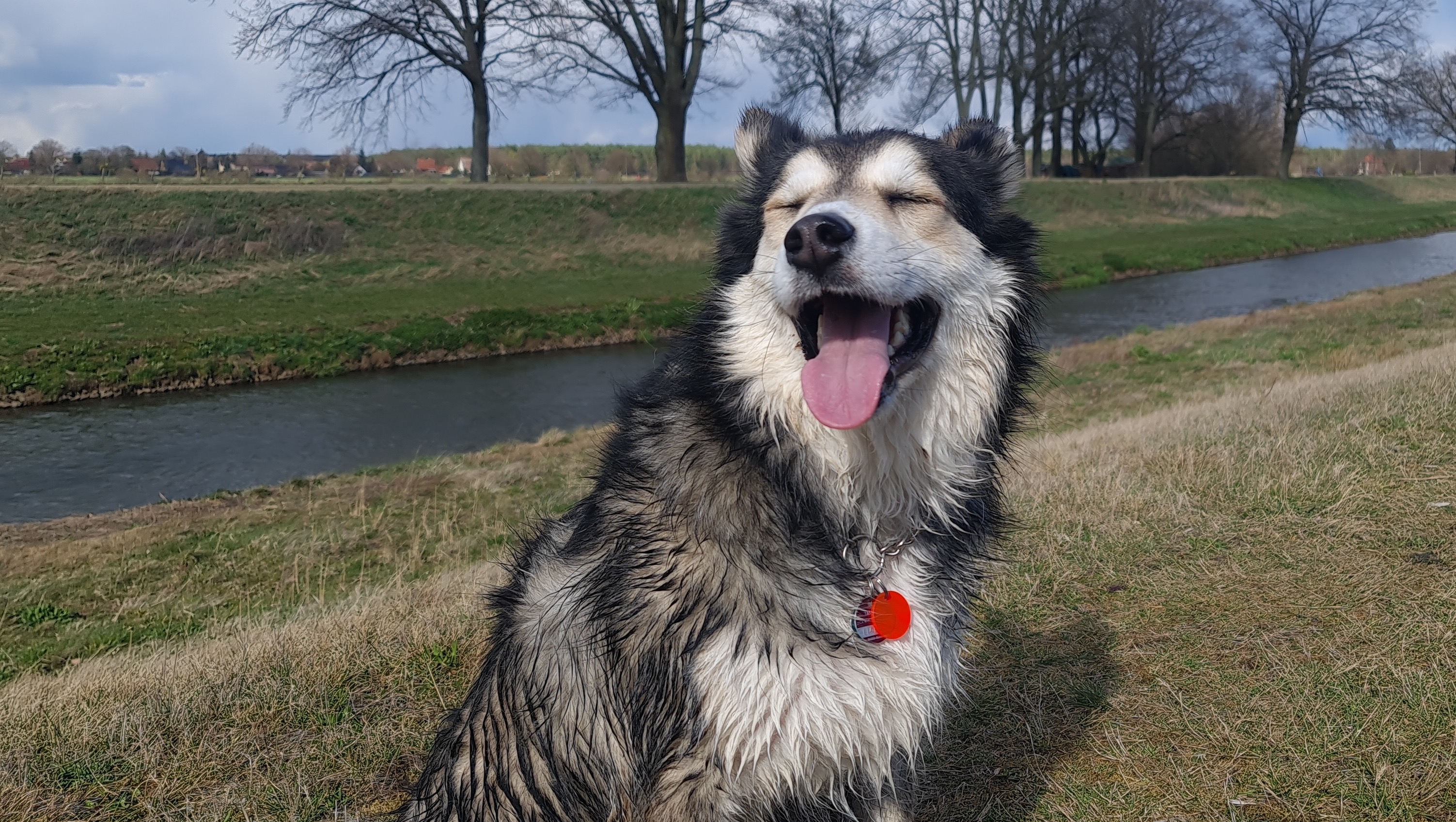 Fundraiser by Oliver Sieling : Gemeinsam für Milo: Rettet meinen besten Freund!
