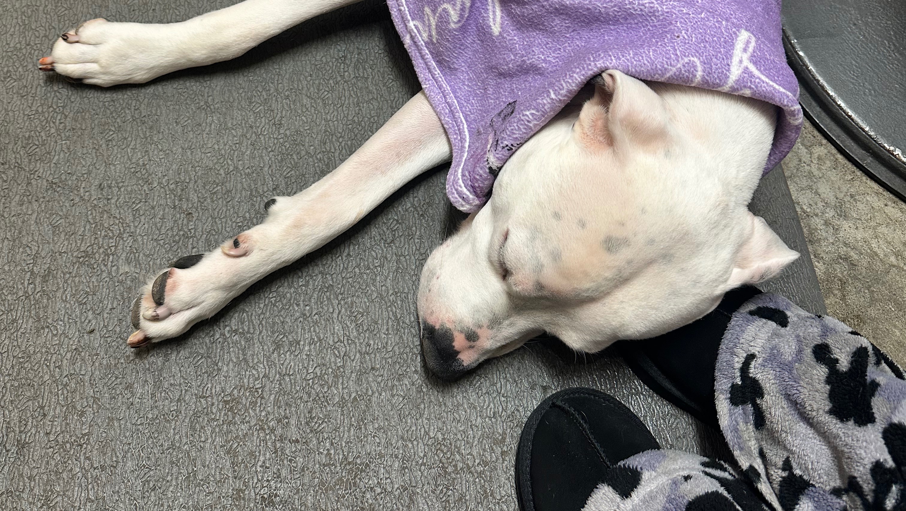 Fundraiser by Carrie Casey : Carrie’s Family Dog Needs Urgent Help