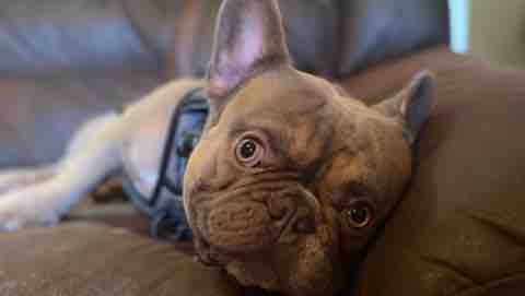 Fundraiser by Danielle Almodovar : Benito Needs Your Help
