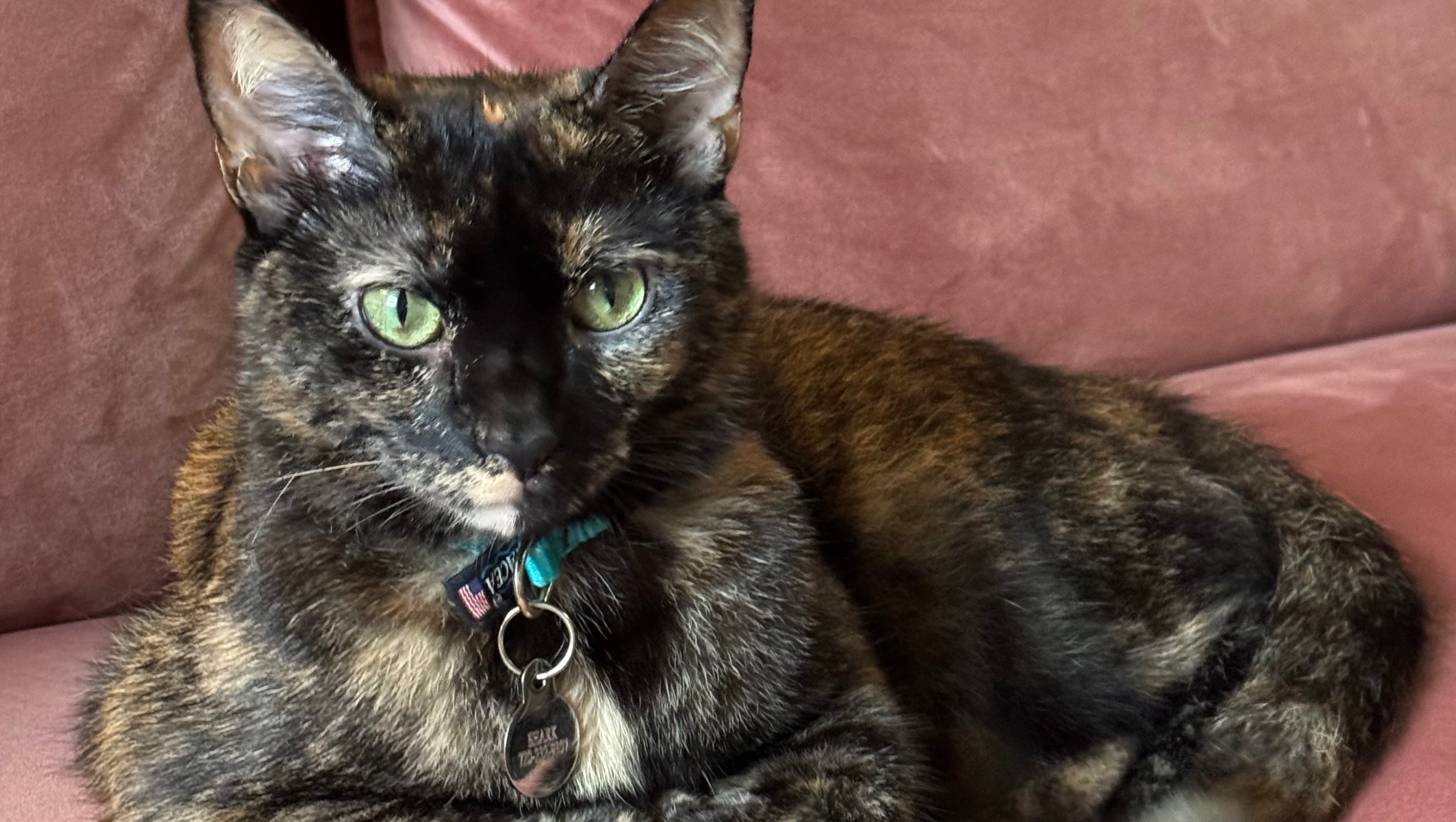 Fundraiser by Thea Cohen-Porter : Shark the Cat: Emergency Surgery Needed