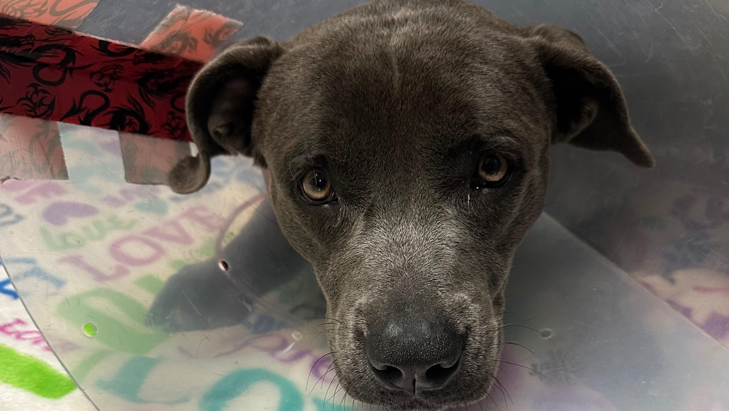 Fundraiser by Nikki Andruschak Neal : Lilith Needs Your Help: Vet Hospital Stay Costs