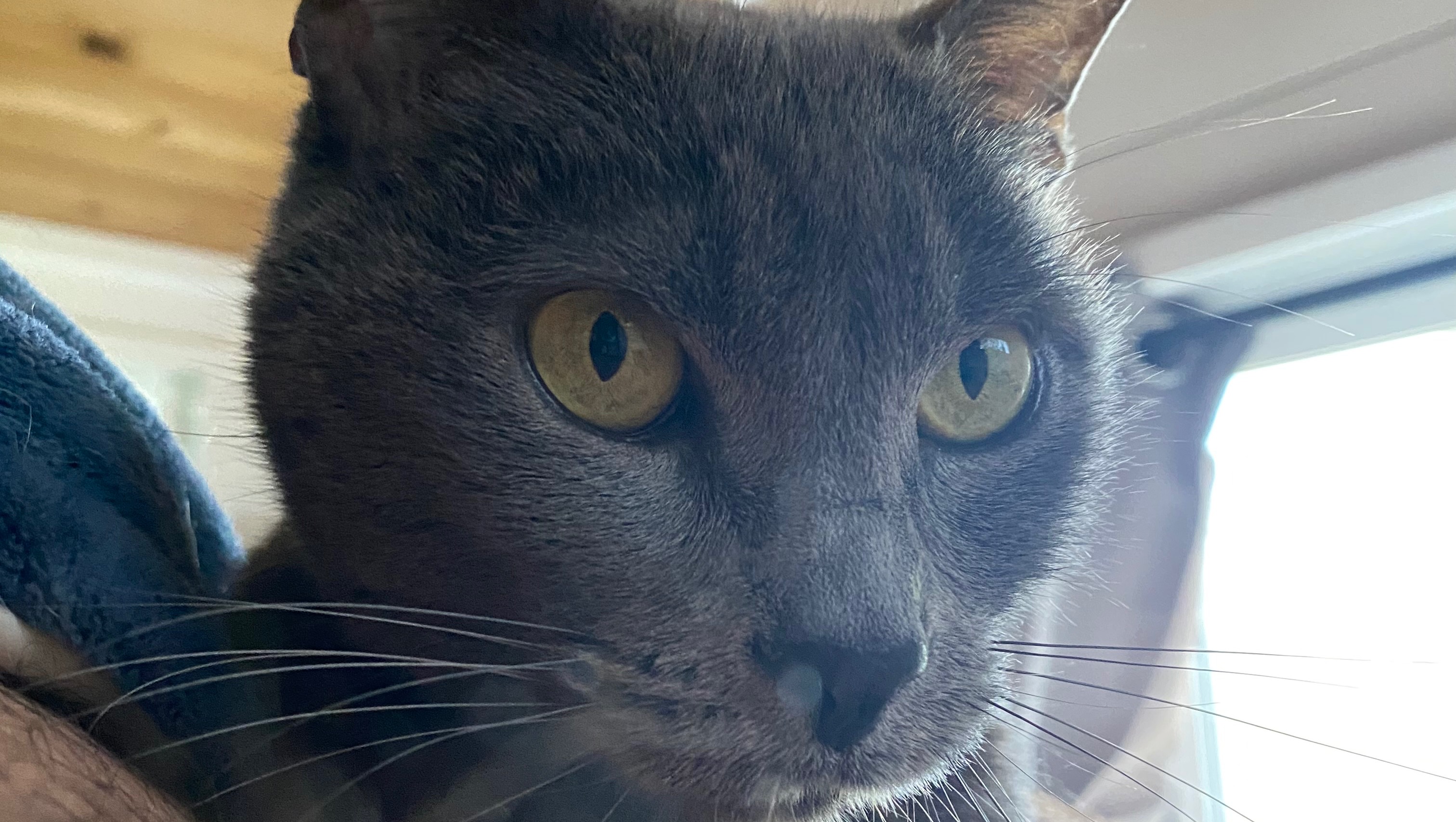 Fundraiser by Kevin Tison West : Support Missy's Vet Visit Today