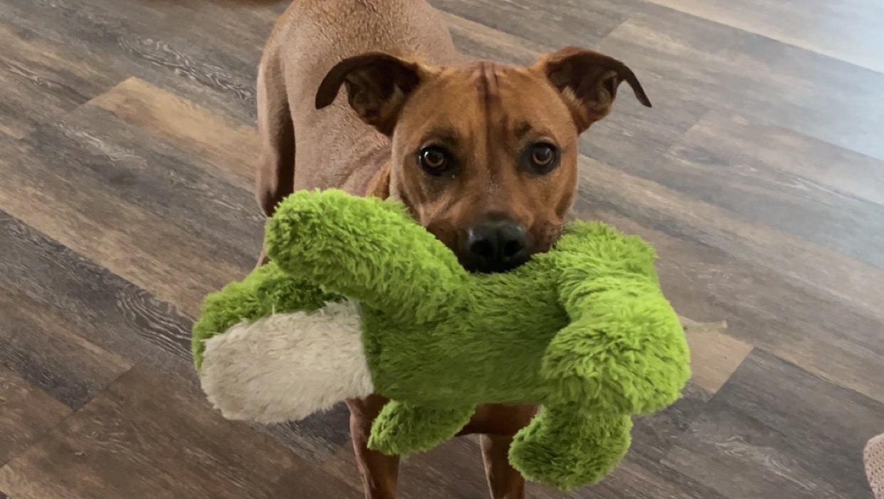 Fundraiser by Meghan Gordon : Help cover Scarlett's vet bills from ...