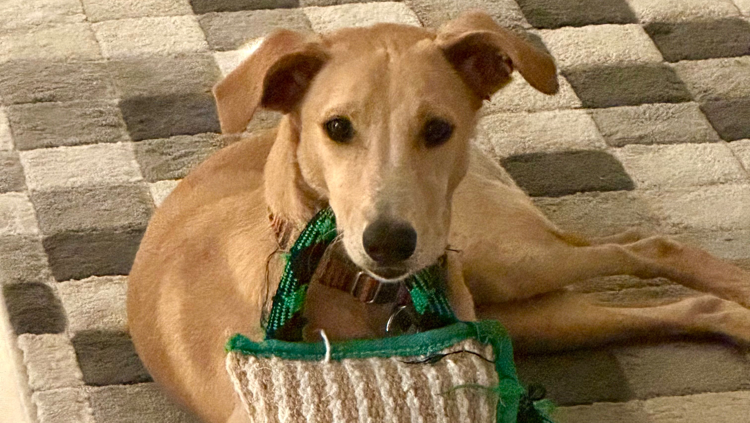 Fundraiser by Laura Handley : Sophie ( Omani Wadi Foster Dog) Vet Bills