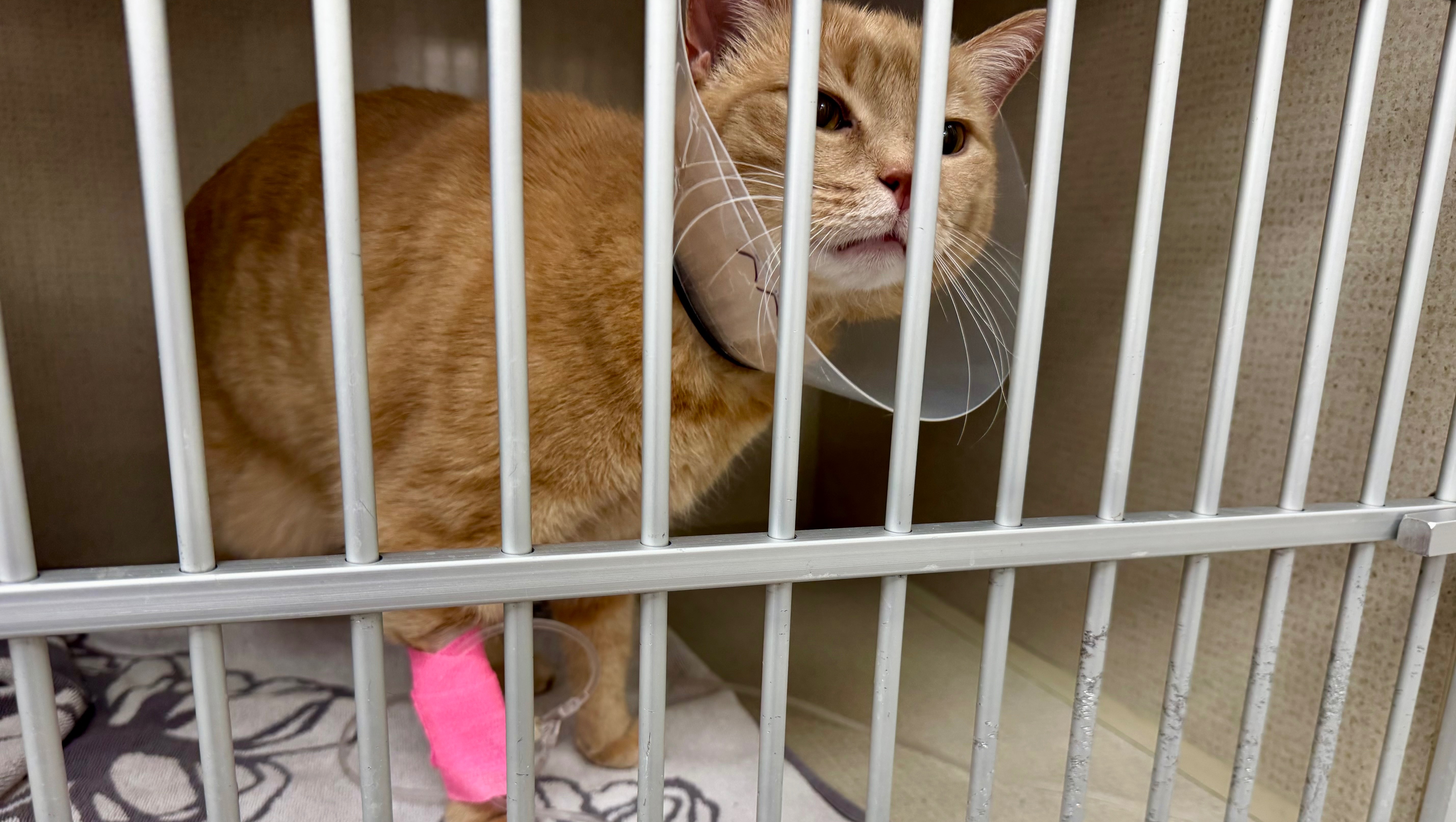 Fundraiser by Kayla Van Dunk : Support Chanini's Urgent Medical Care