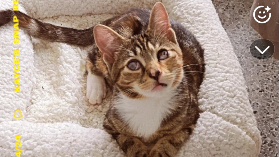 Fundraiser by Kayce Speranza : Join Kayce's Mission: Save More Cats