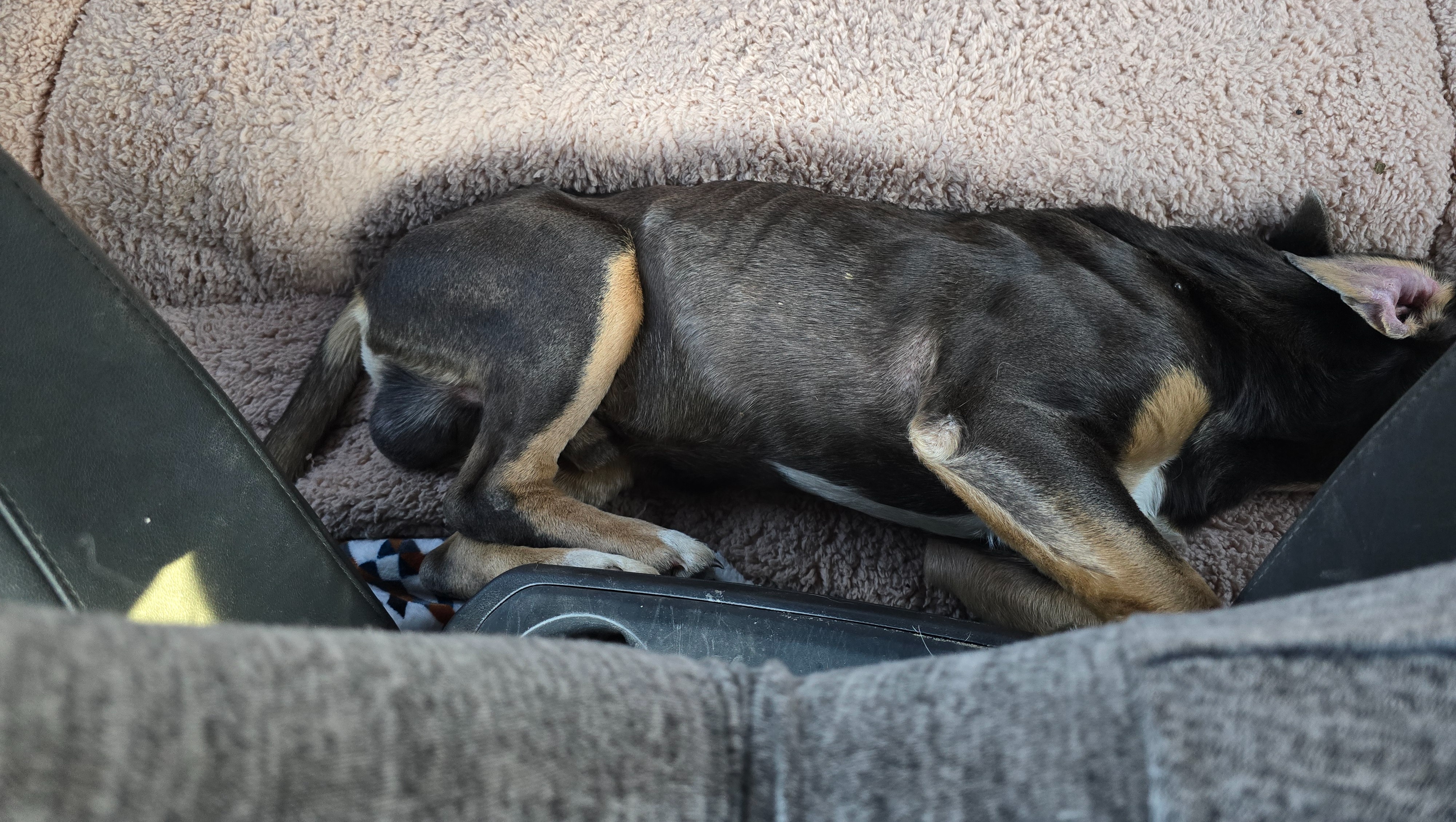 Fundraiser by Kerri Zuehlke : Save Toby: Donate for His Recovery