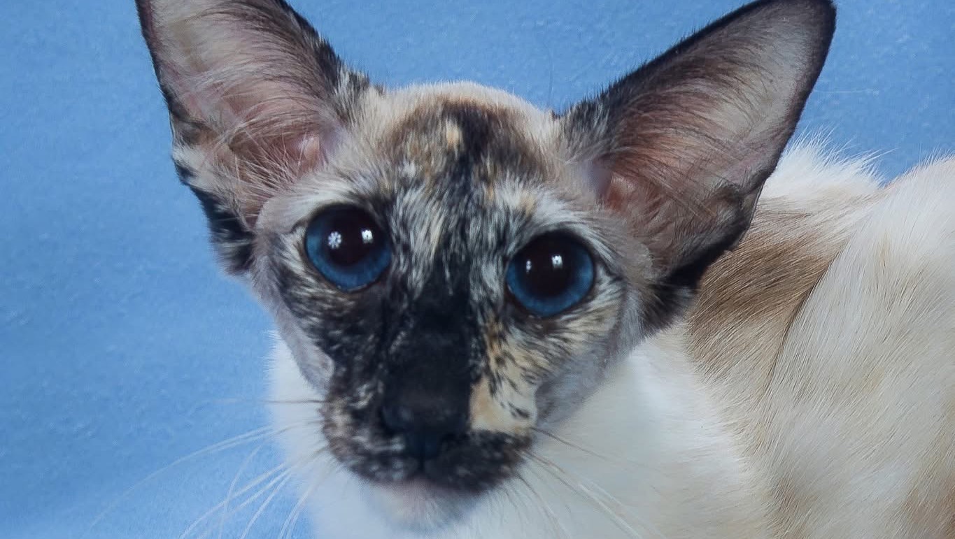 Fundraiser for Heather E. Lorimer by Kathryn Weil : Be a Hero for Blue ...