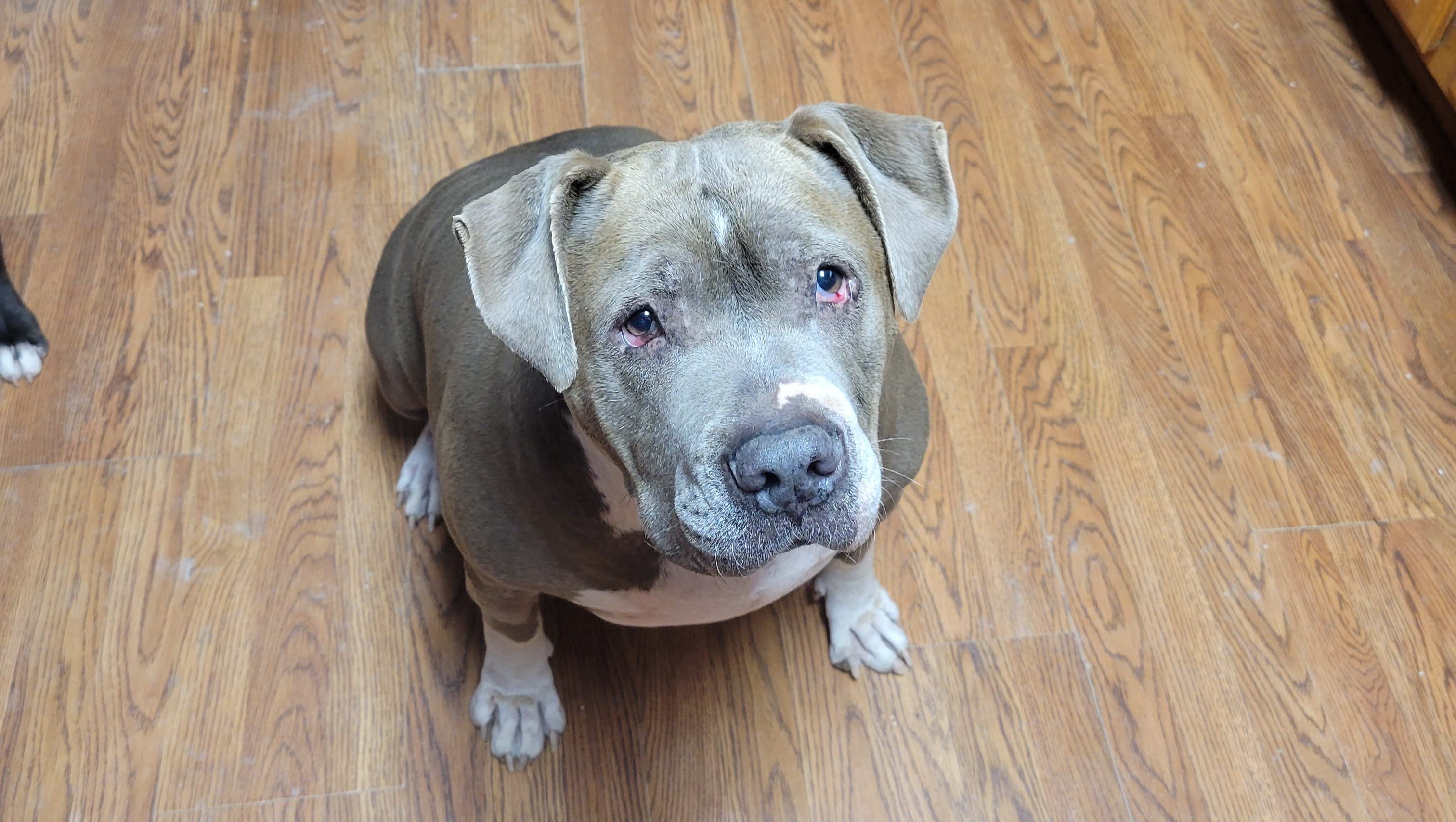 Fundraiser by Ronnie Rico : Help Brucey B Get Life-Saving Surgery