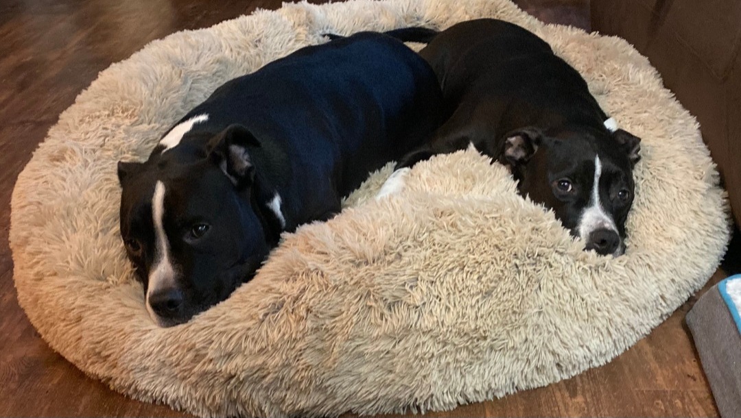 Fundraiser for Richard Nemanic by Brian Mart : Help Richard's Dogs ...