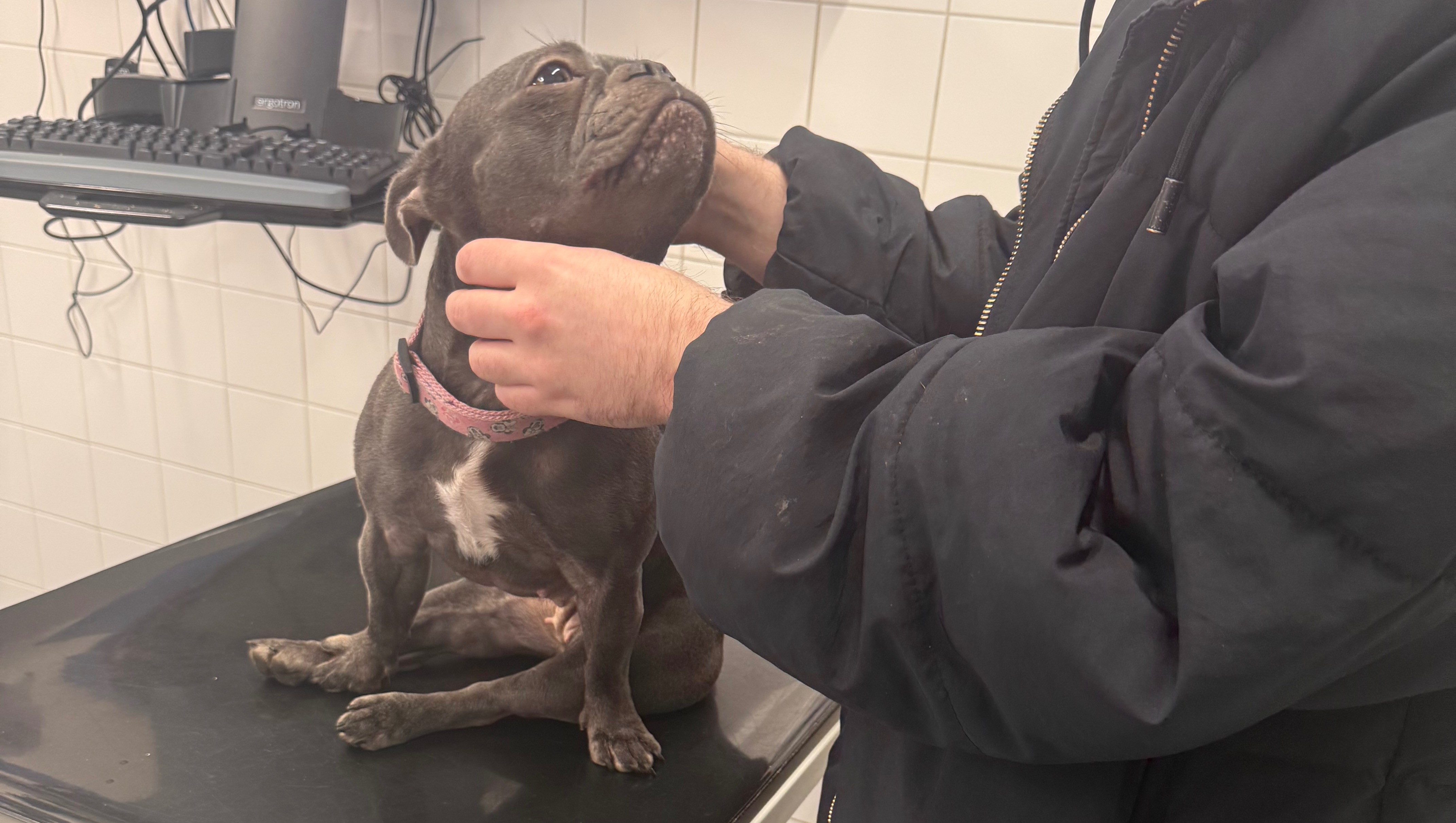 Fundraiser by Christopher Dunn : Help Lottie the Paralysed French Bulldog