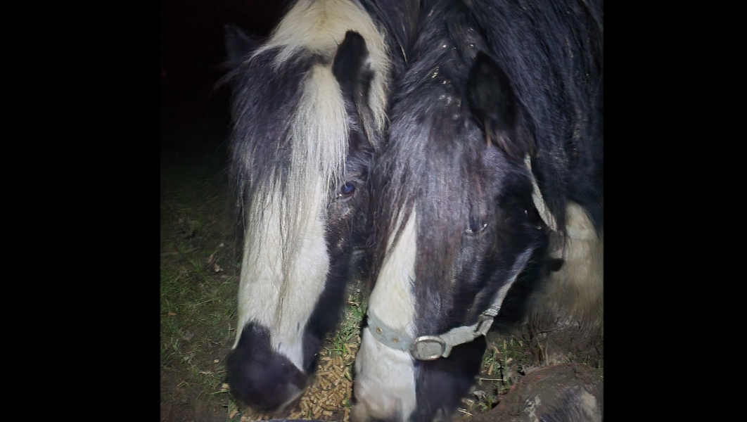 Fundraiser by Hayley Barden : Help give these babies a brighter future